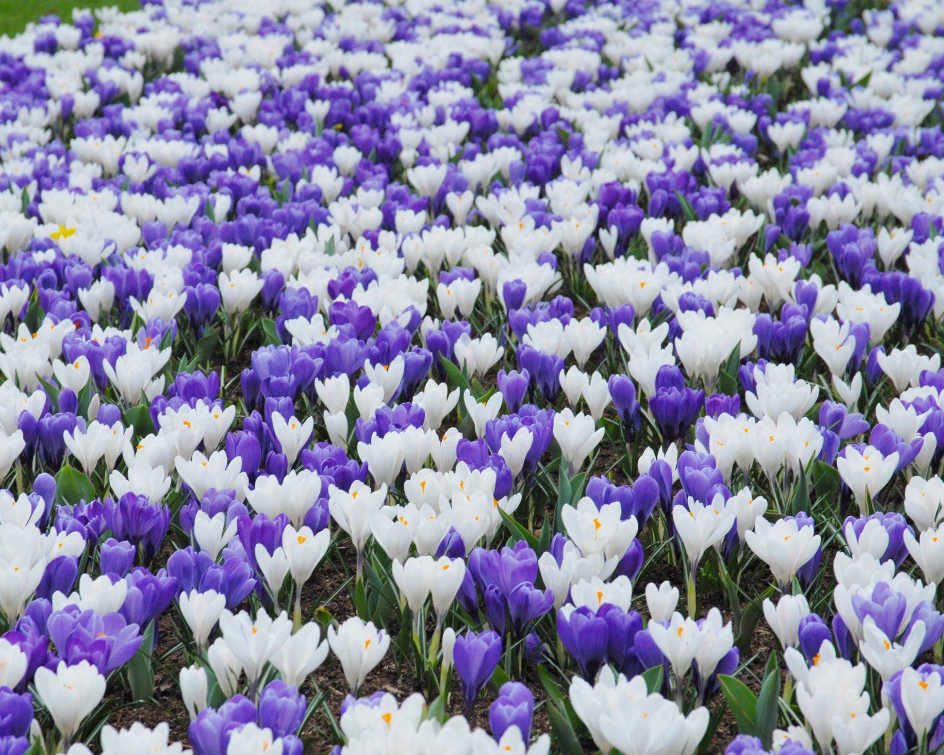 'Match of the Day' crocus collection bulbs — Buy online at Farmer Gracy UK