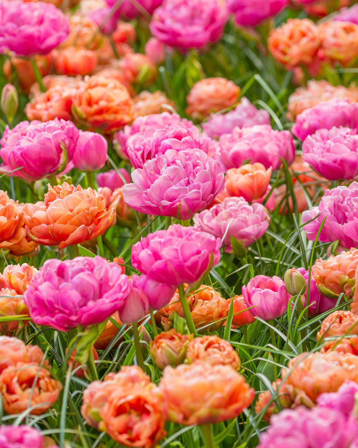 'Gracy's Pride' tulip collection — Buy online at Farmer Gracy UK