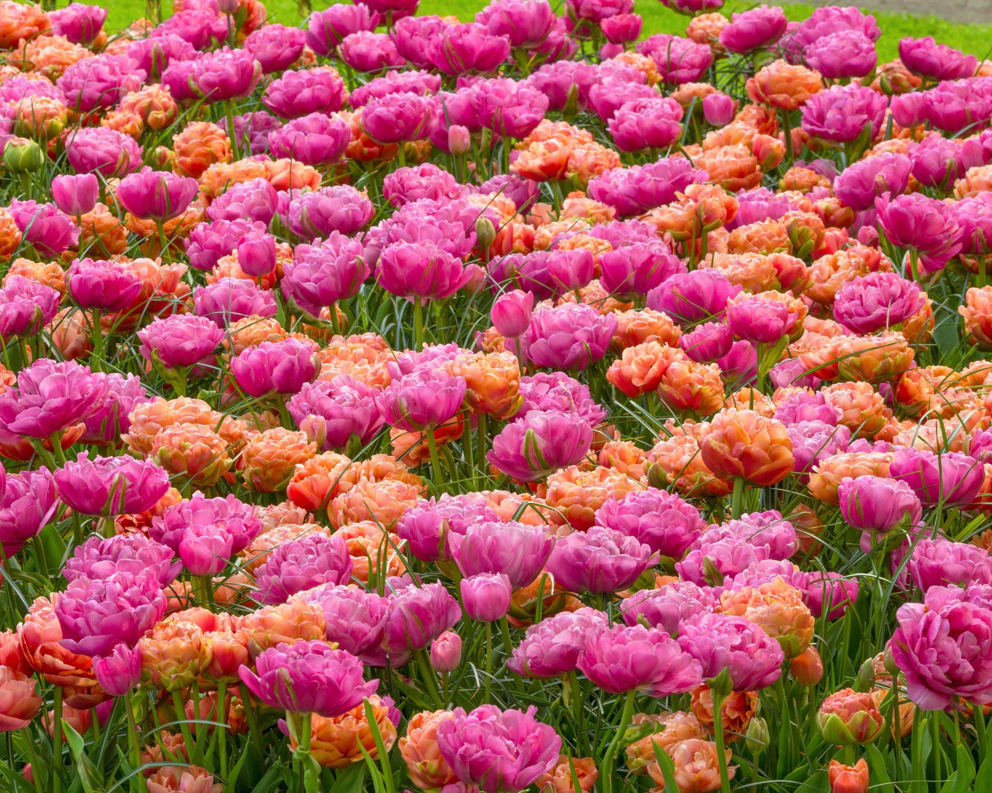 'Gracy's Pride' tulip collection — Buy online at Farmer Gracy UK