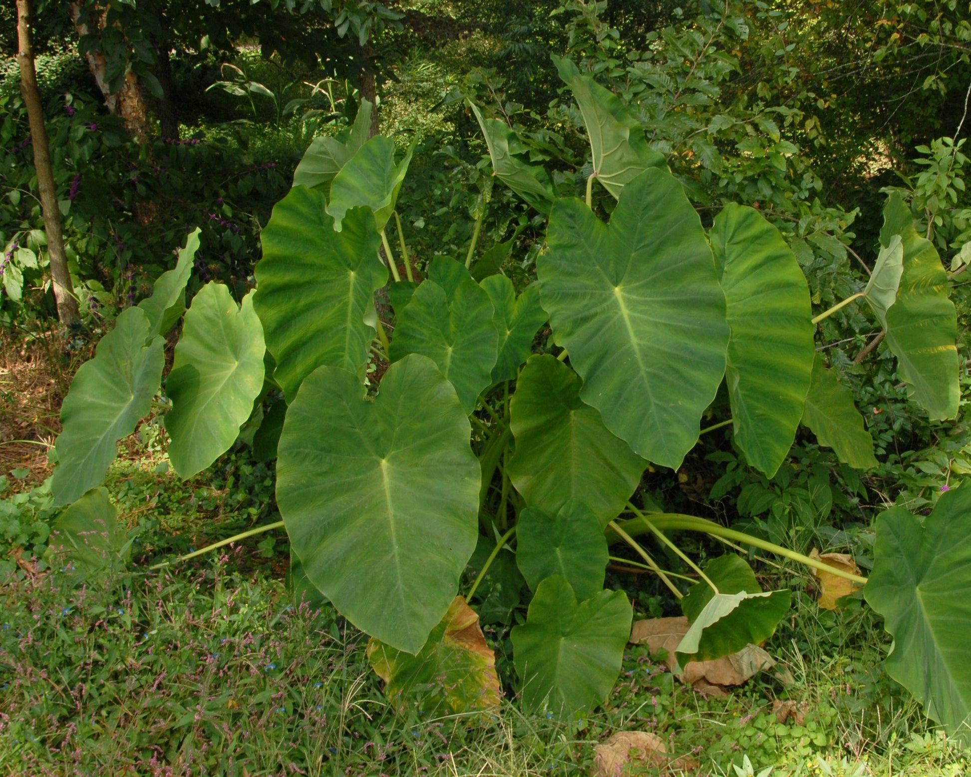 Colocasia esculenta Bulbs — Buy 'Elephant Ears' online at Farmer Gracy UK