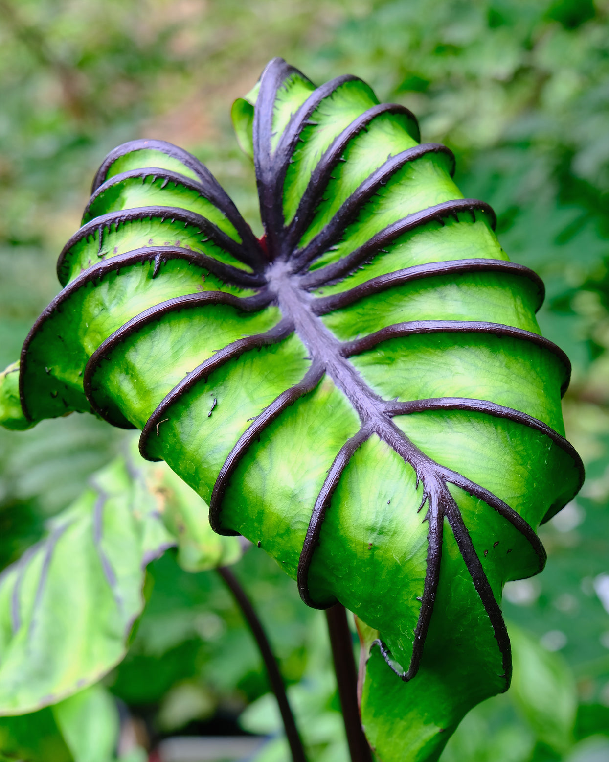Colocasia 'Pharaoh's Mask' bulbs — Buy rare elephant ears online at ...