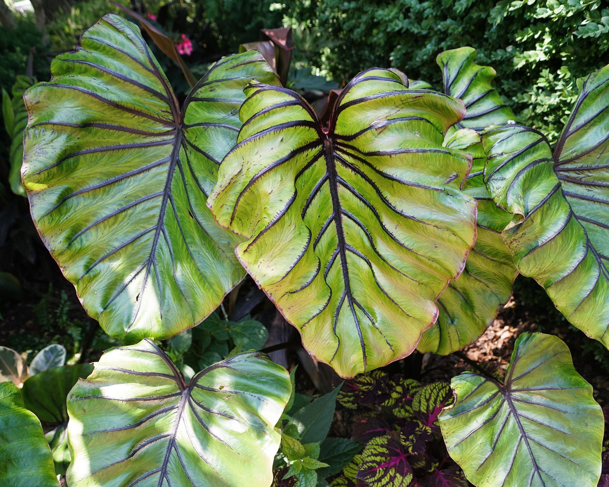 Colocasia 'Pharaoh's Mask' bulbs — Buy rare elephant ears online at ...
