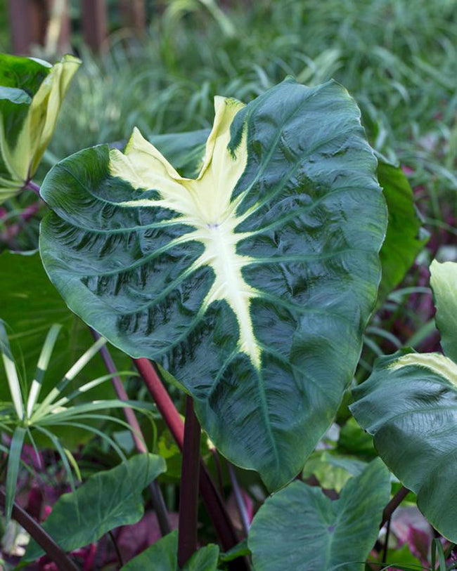 Colocasia antiquorum 'Illustris' Bulbs — Buy Elephant Ears online at ...