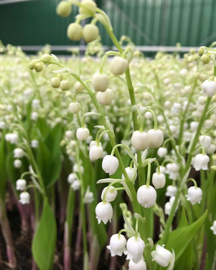 Convallaria Majalis Lily Of The Valley Pips Buy Online At Farmer