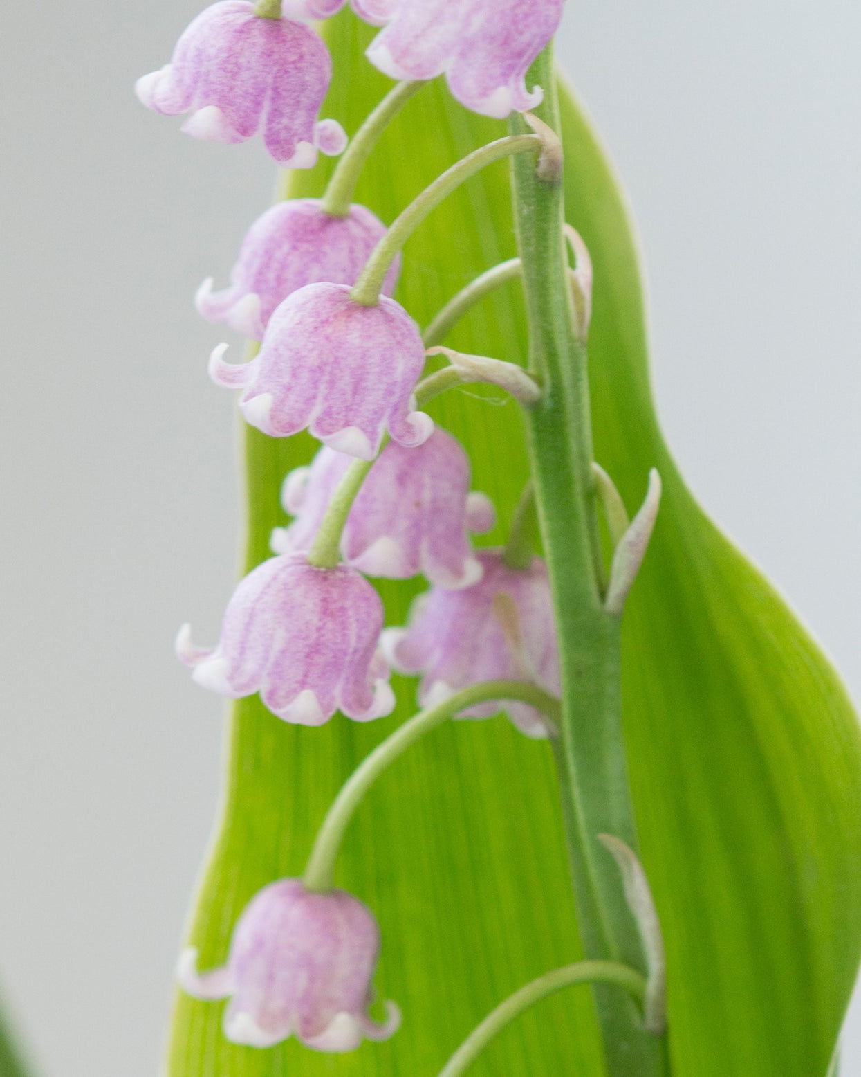 Convallaria majalis 'Rosea' pips — Buy pink Lily-of-the-Valley online ...