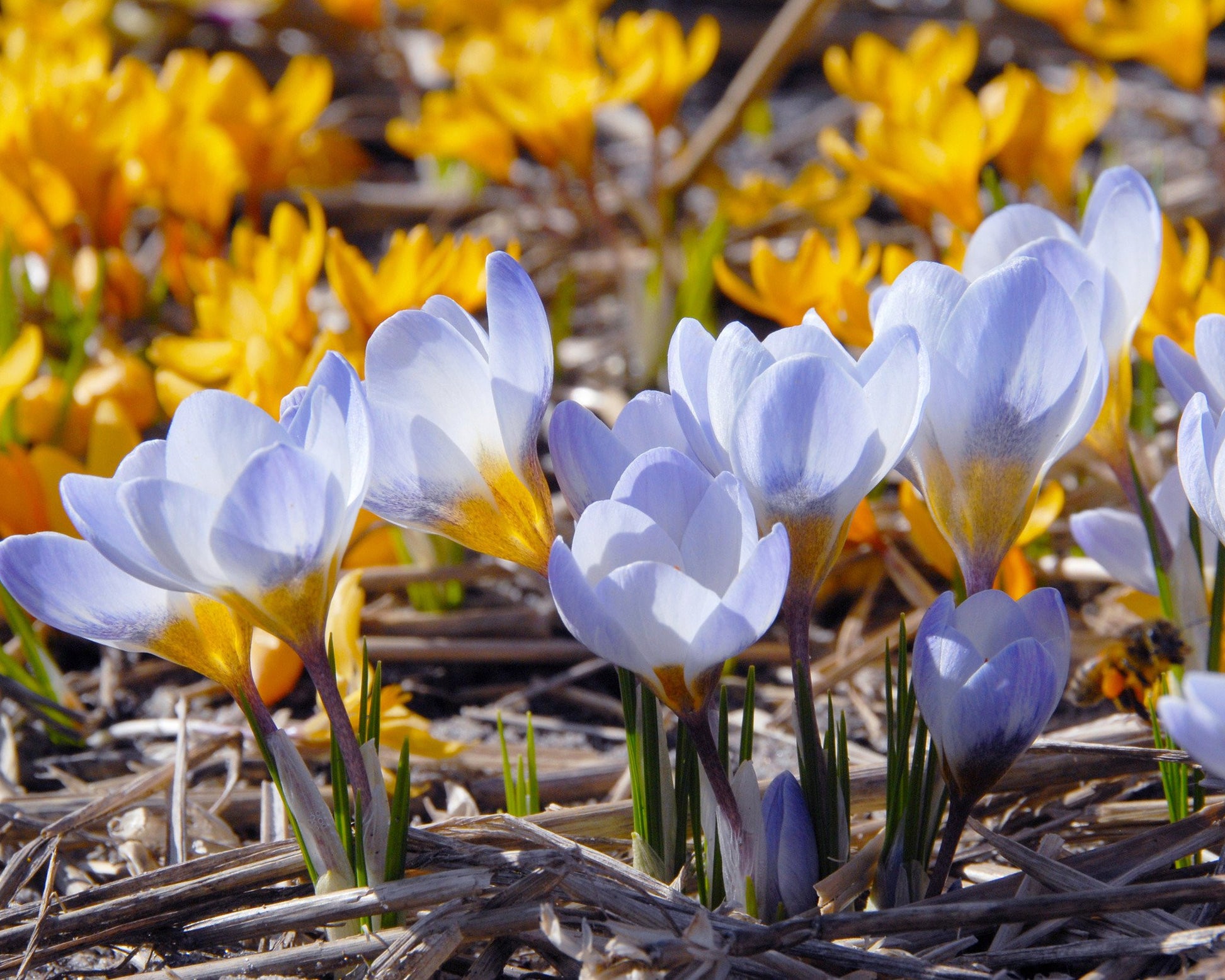 Crocus 'Blue Pearl' bulbs | Buy online at Farmer Gracy UK