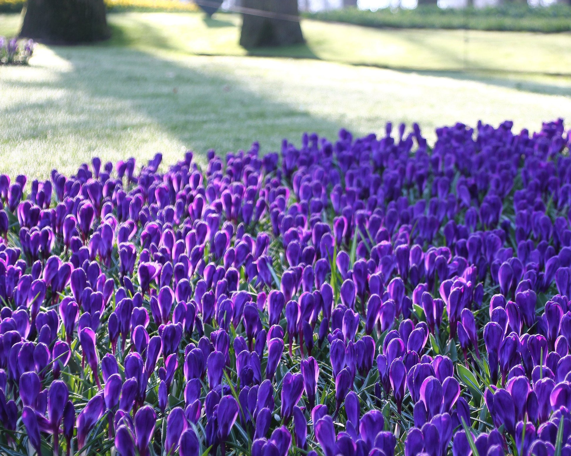 Crocus 'Flower Record' bulbs — Buy online at Farmer Gracy UK