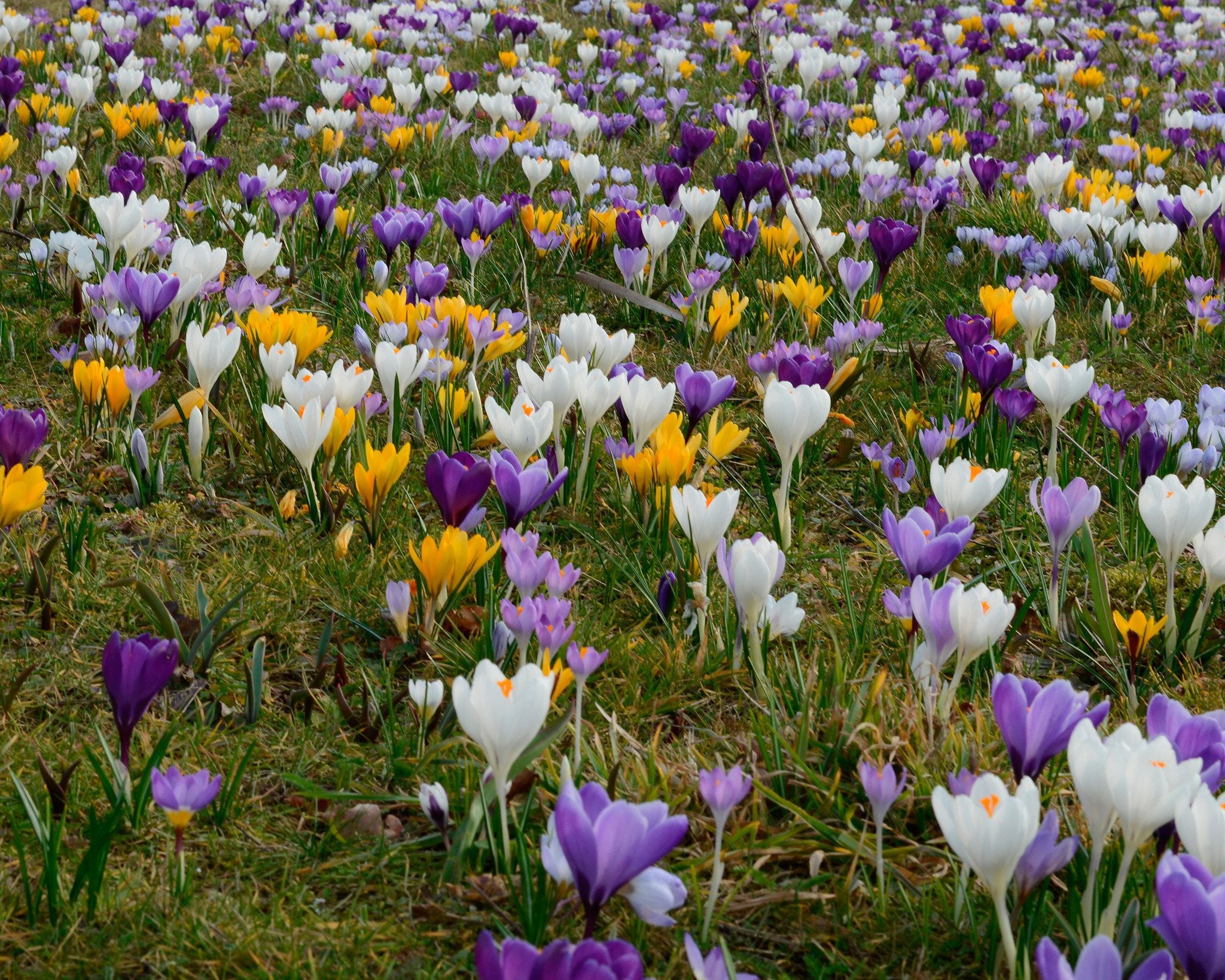 Crocus Bulbs Mixed 100 Hardy Perennial-Crocus Plants UK,Excellent ...