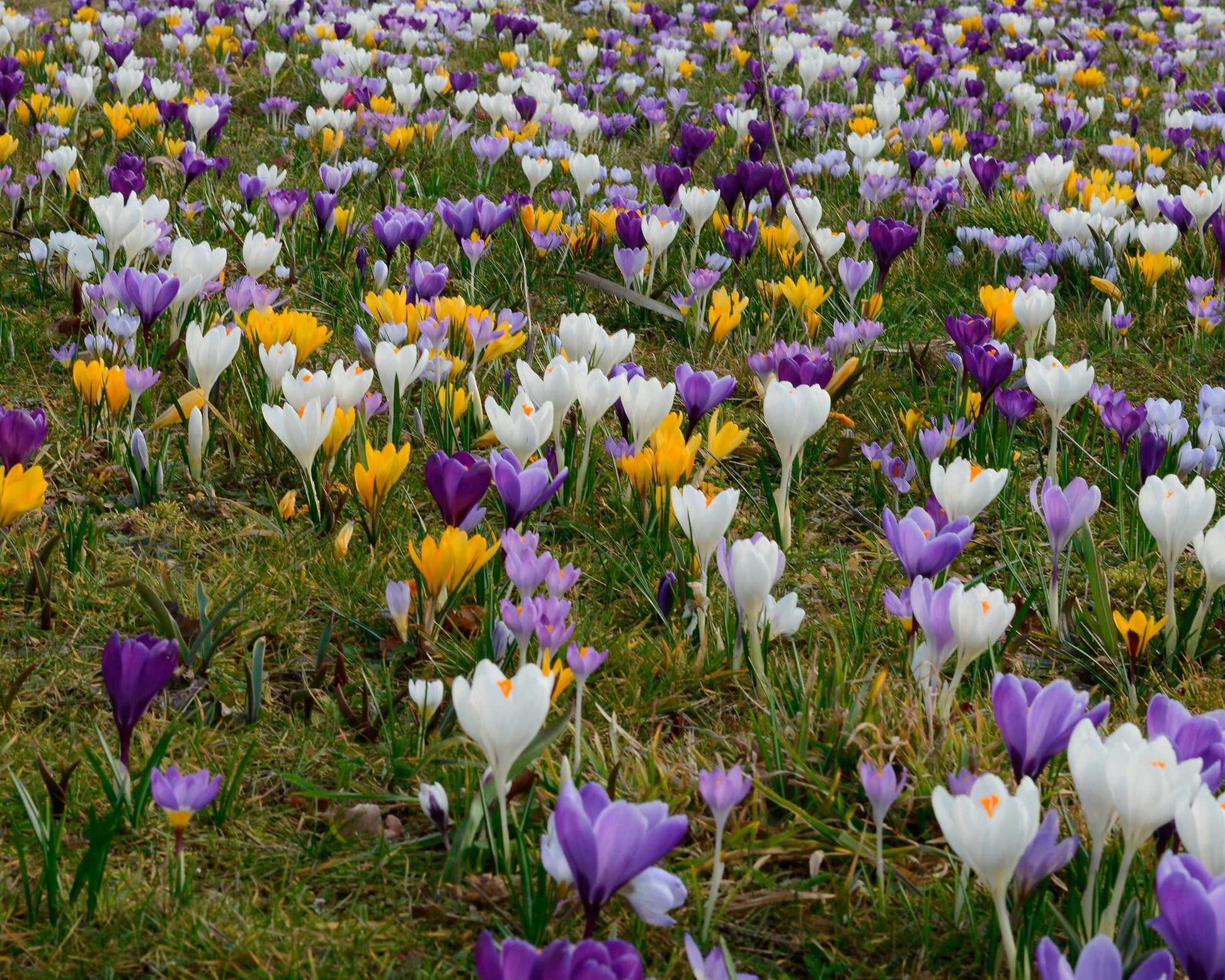 Crocus vernus 'Mixed Colours' bulbs | Buy mixed crocuses online at ...