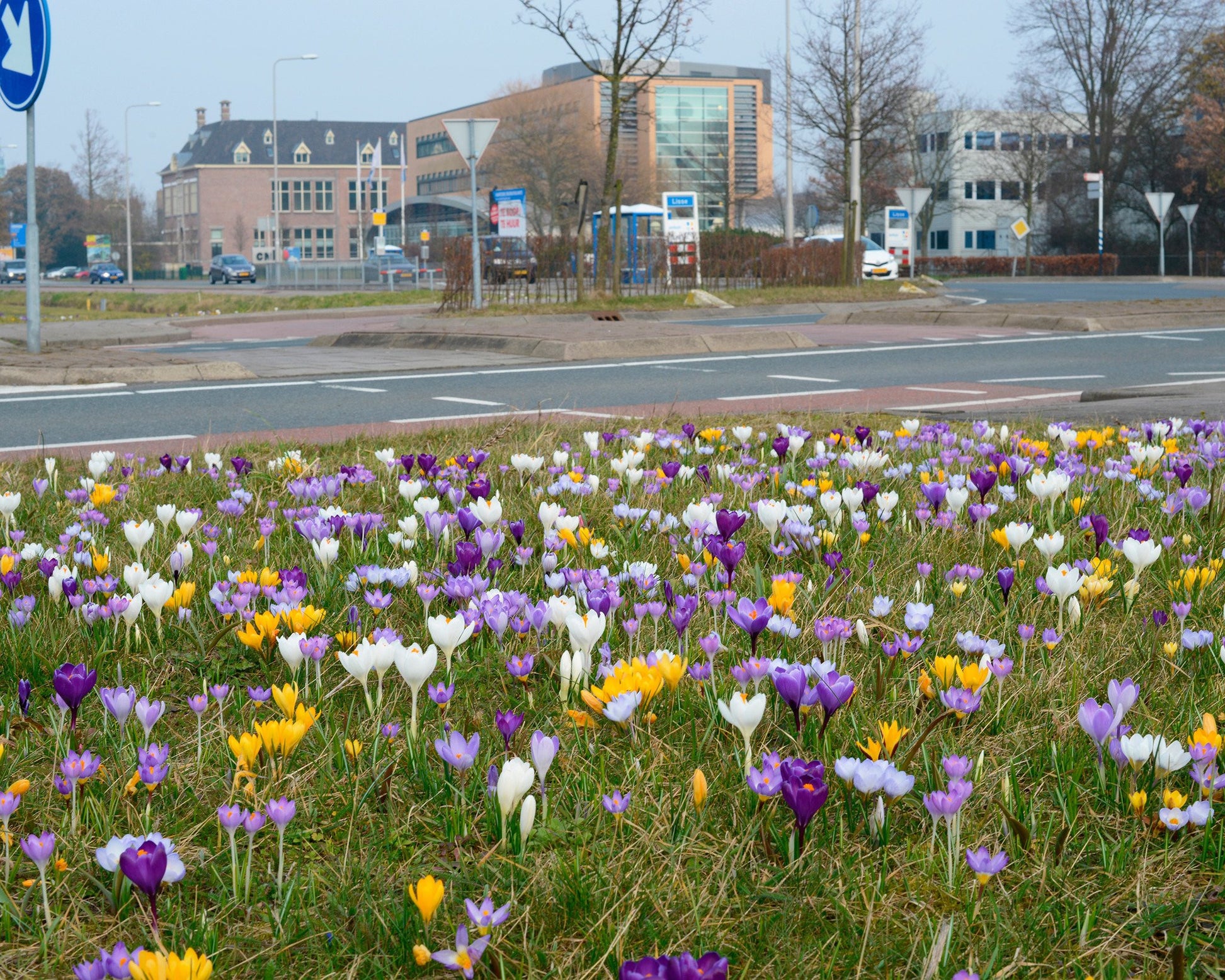 Crocus vernus 'Mixed Colours' bulbs — Buy mixed crocuses online at ...