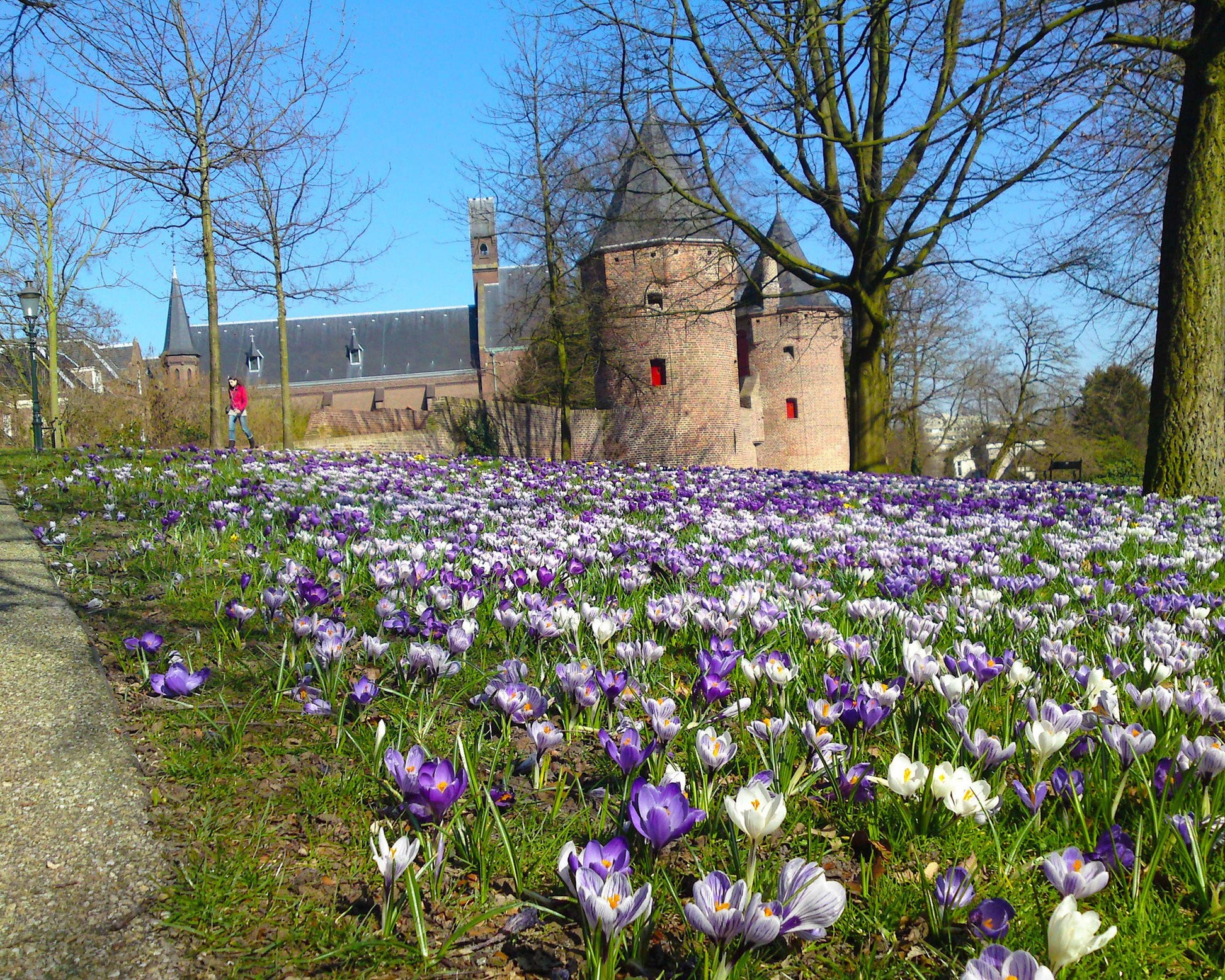 Crocus vernus 'Mixed Colours' bulbs — Buy mixed crocuses online at ...