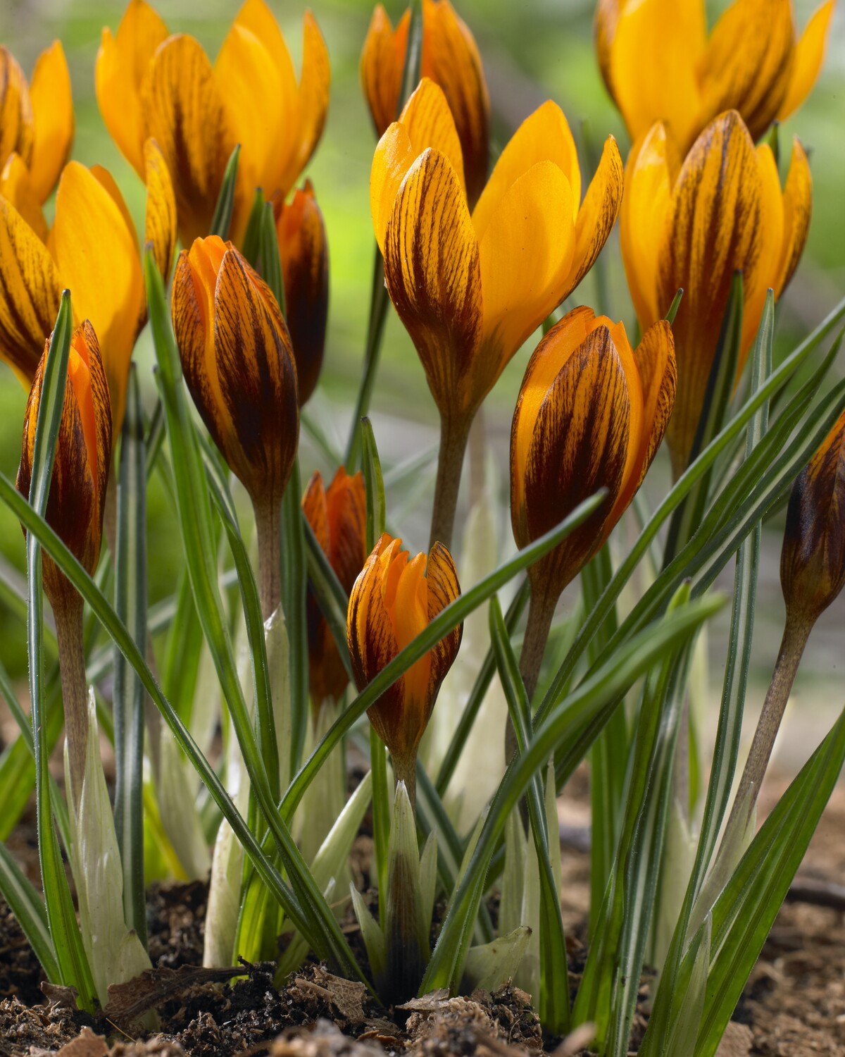 Crocus 'Orange Monarch' bulbs — Buy online at Farmer Gracy UK