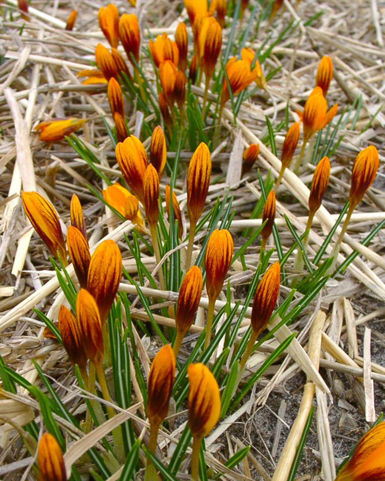 Crocus 'Orange Monarch' bulbs — Buy online at Farmer Gracy UK