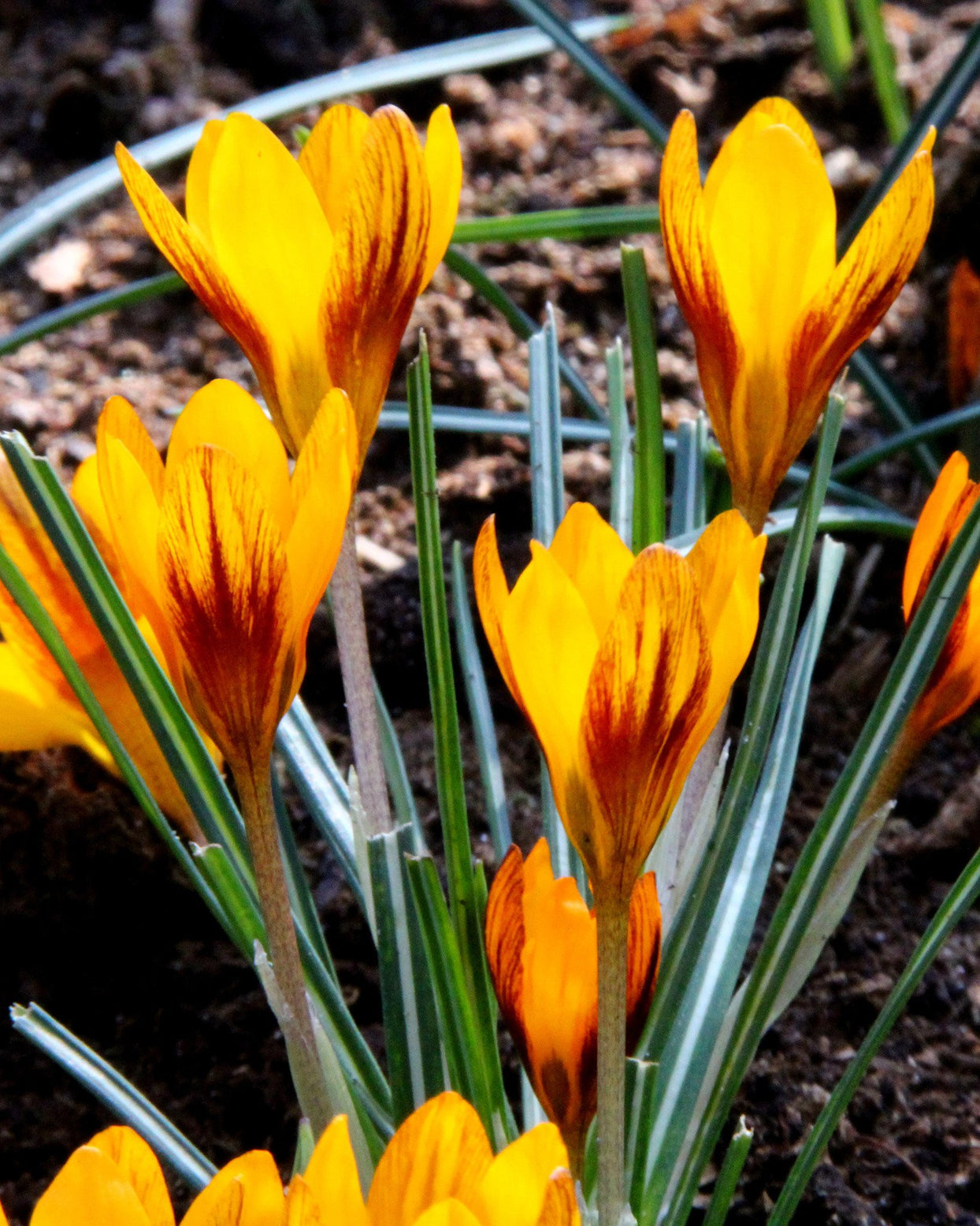 Crocus 'Orange Monarch' bulbs — Buy online at Farmer Gracy UK