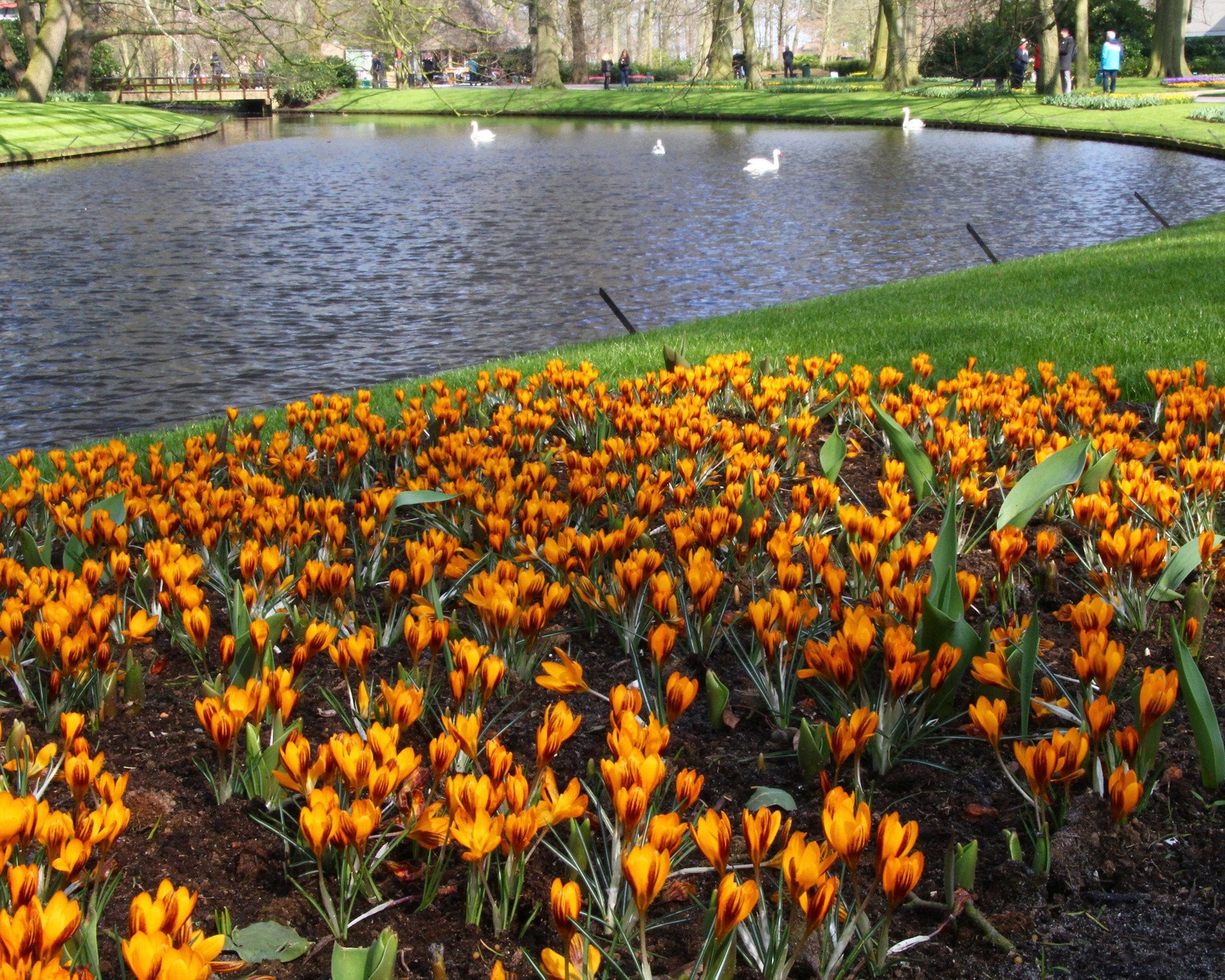 Crocus 'Orange Monarch' bulbs | Buy online at Farmer Gracy UK