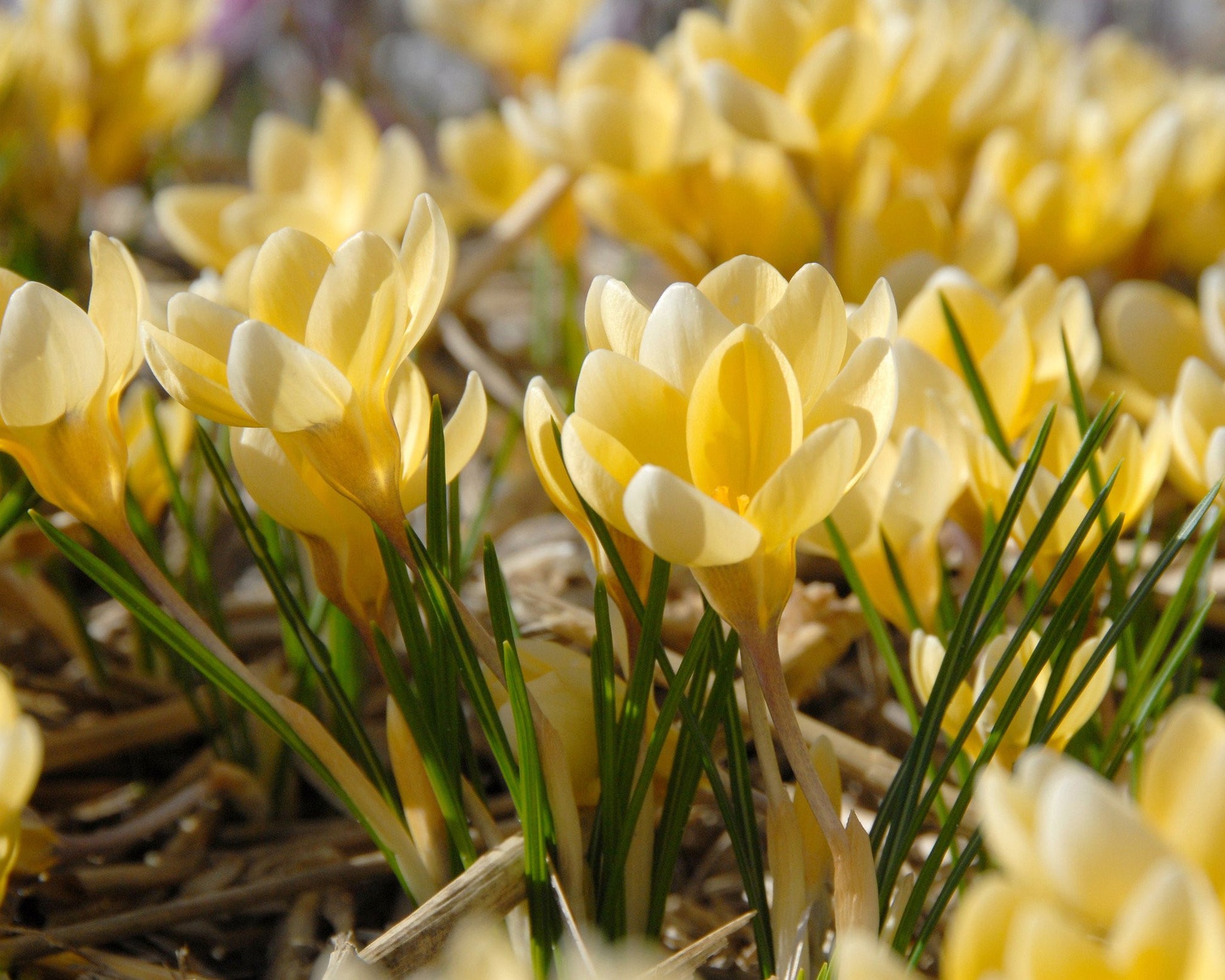Crocus chrysanthus 'Romance' bulbs | Buy online at Farmer Gracy UK