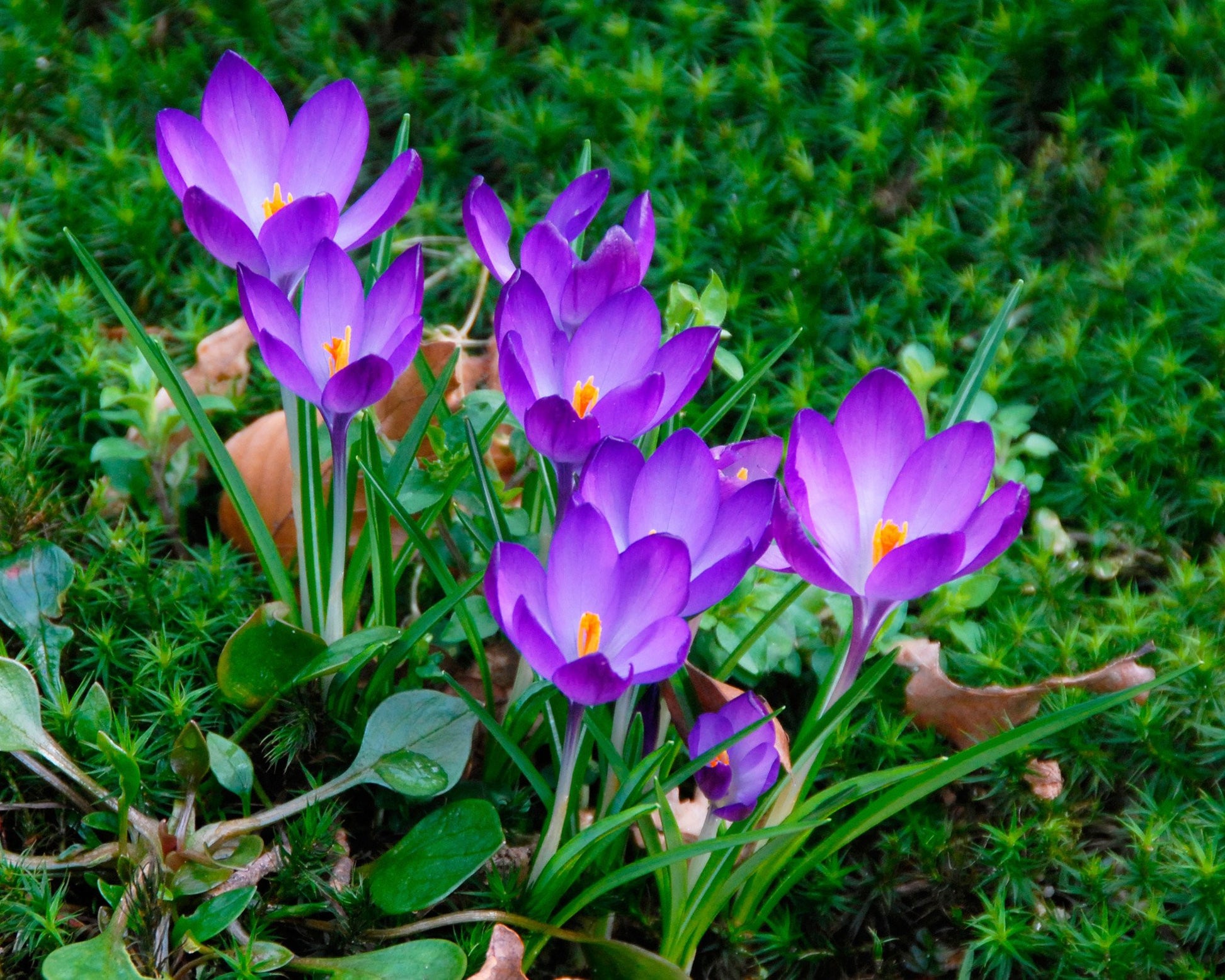 Crocus tommasinianus 'Ruby Giant' bulbs | Buy online at Farmer Gracy