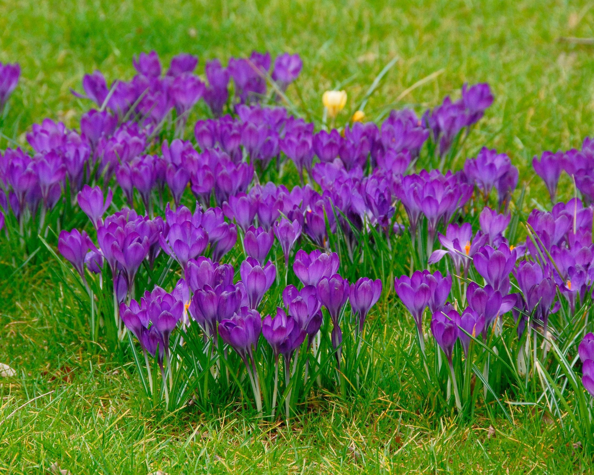 Crocus tommasinianus 'Ruby Giant' bulbs | Buy online at Farmer Gracy
