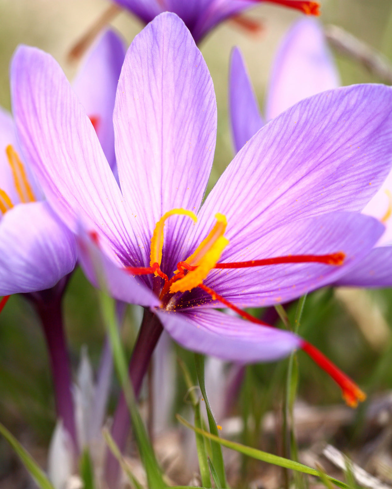 Crocus sativus bulbs | Buy Saffron Crocus corms online at Farmer Gracy UK