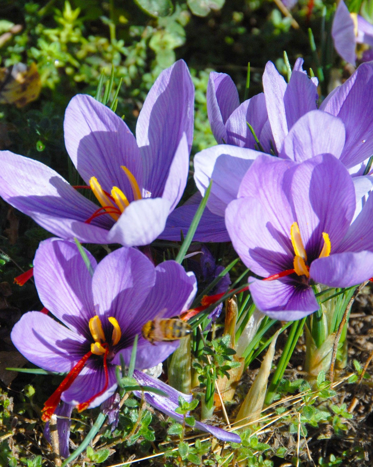 Crocus sativus bulbs | Buy Saffron Crocus corms online at Farmer Gracy UK