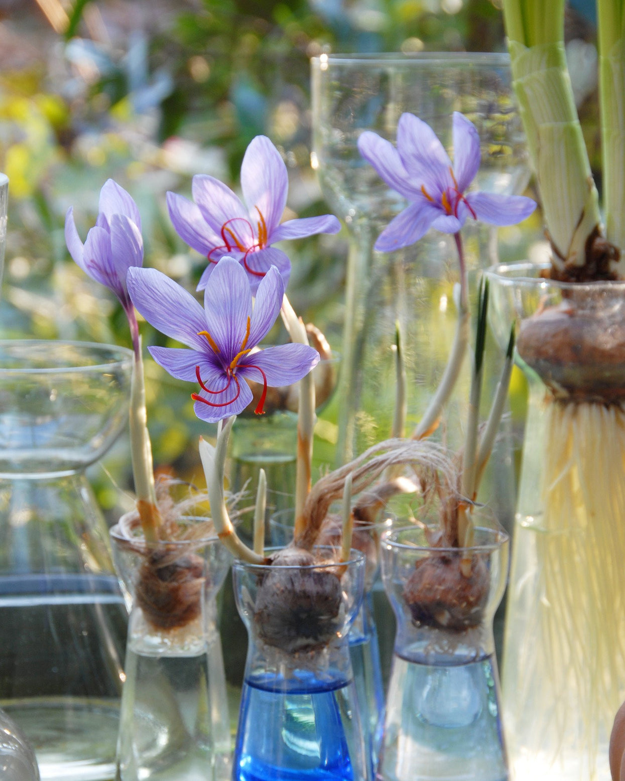 Crocus sativus bulbs — Buy Saffron Crocus corms online at Farmer Gracy UK