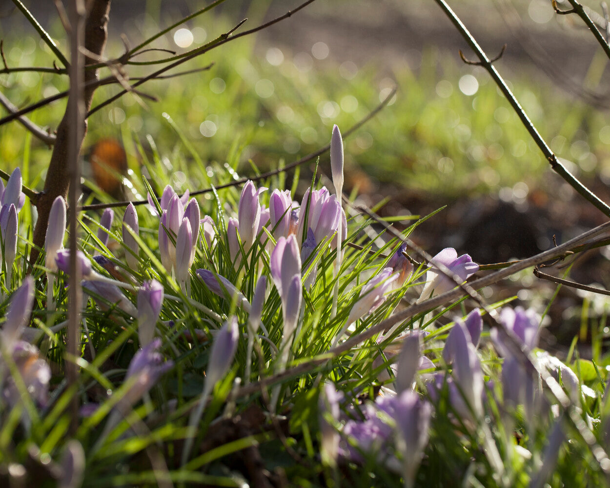 Crocus tommasinianus bulbs | Buy online at Farmer Gracy