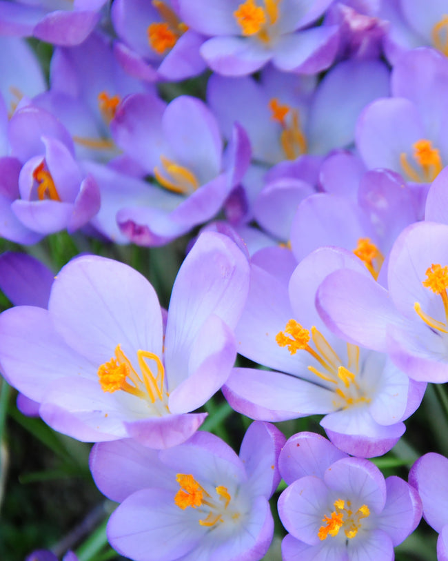Crocus sativus bulbs — Buy Saffron Crocus corms online at Farmer Gracy UK