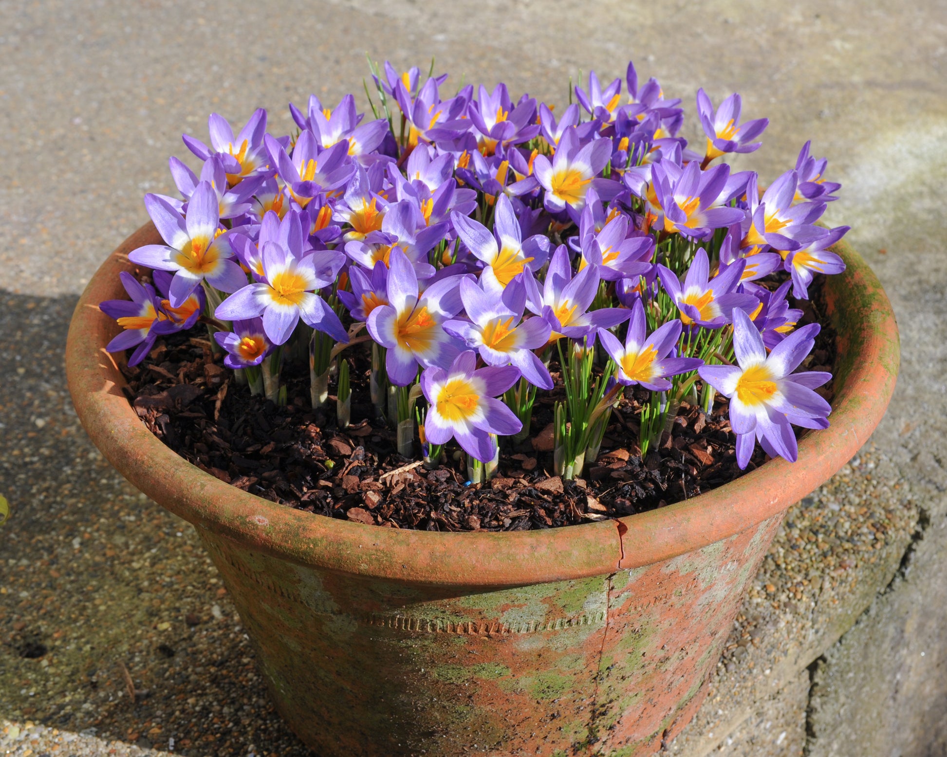 Crocus sieberi 'Tricolor' bulbs — Buy online at Farmer Gracy UK