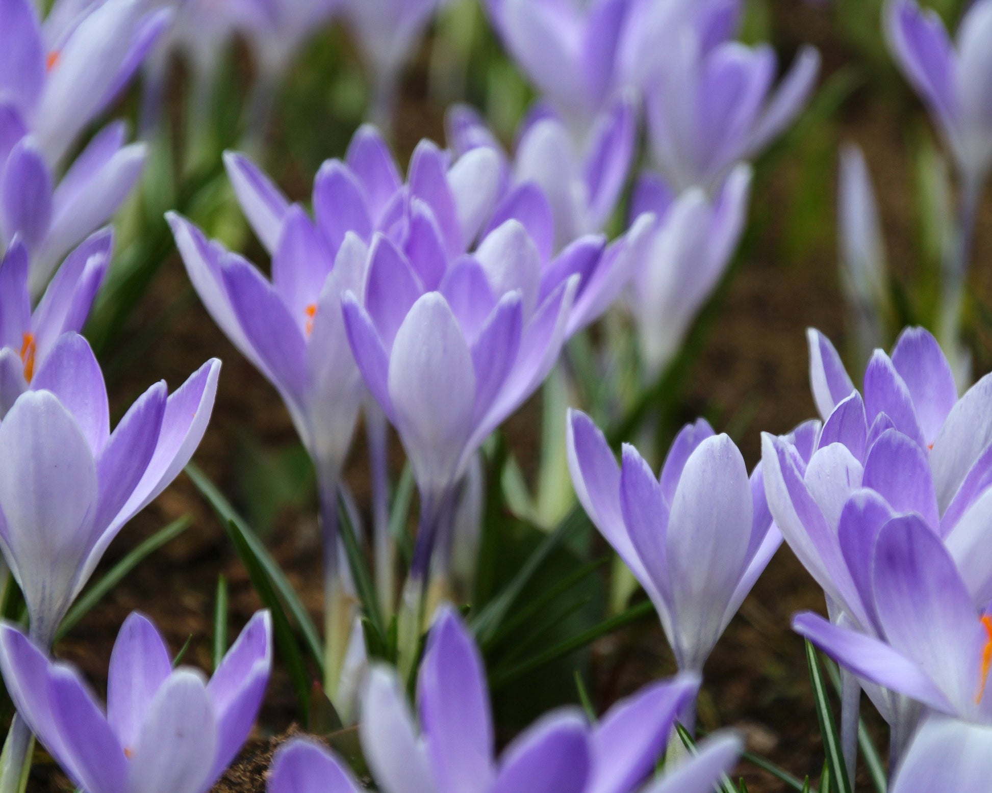 Crocus tommasinianus 'Yalta' bulbs | Buy bi|coloured botanical crocus ...