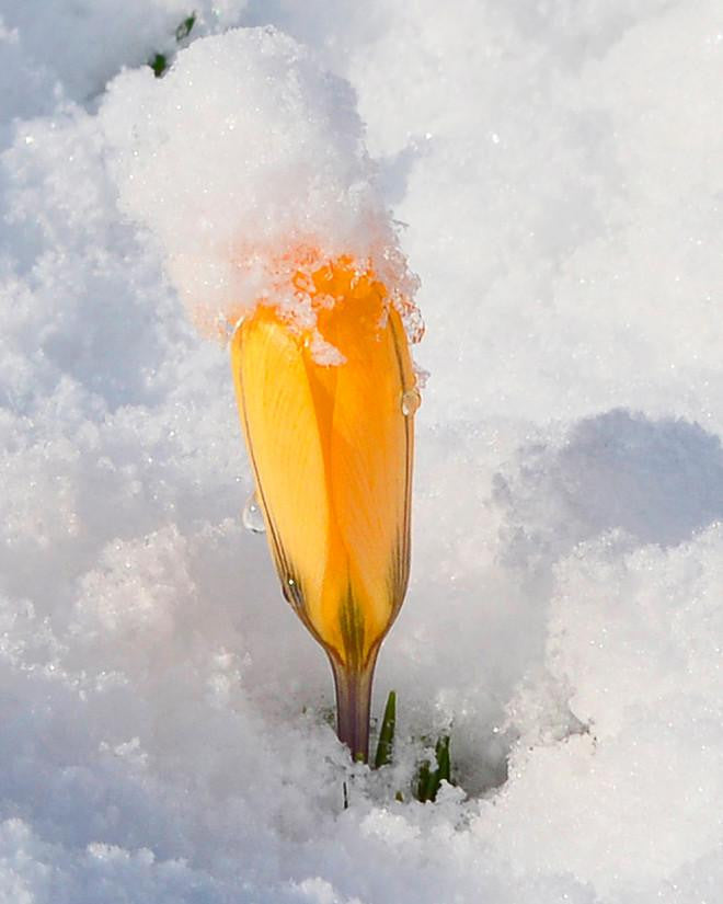 Crocus 'Yellow' bulbs | Buy online at Farmer Gracy UK