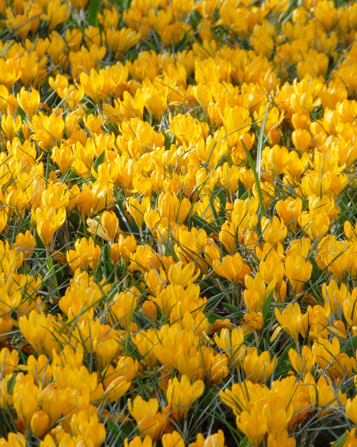 Crocus 'Yellow' bulbs — Buy online at Farmer Gracy UK