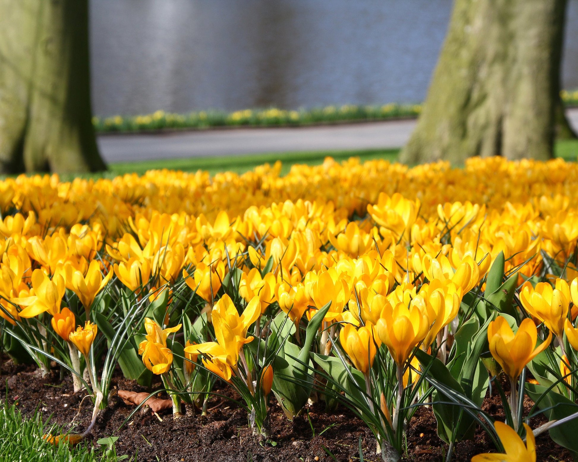 Crocus 'Yellow' bulbs — Buy online at Farmer Gracy UK