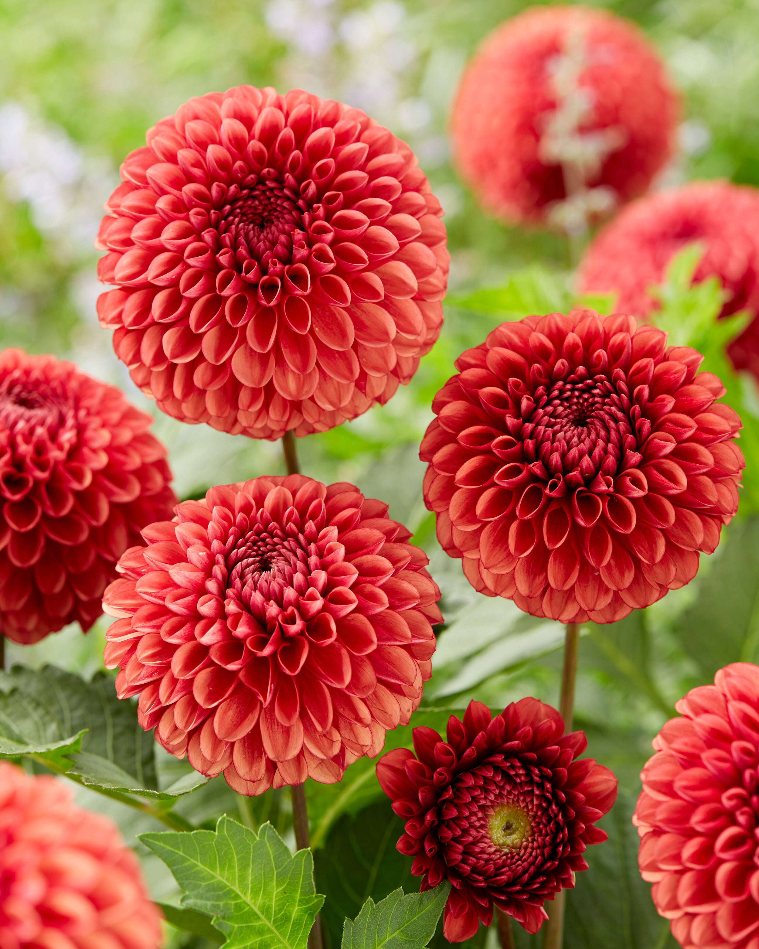 Dahlia Copperboy Tubers Buy Online At Farmer Gracy UK Dahlia Copperboy Tubers Buy Online At Farmer Gracy UK