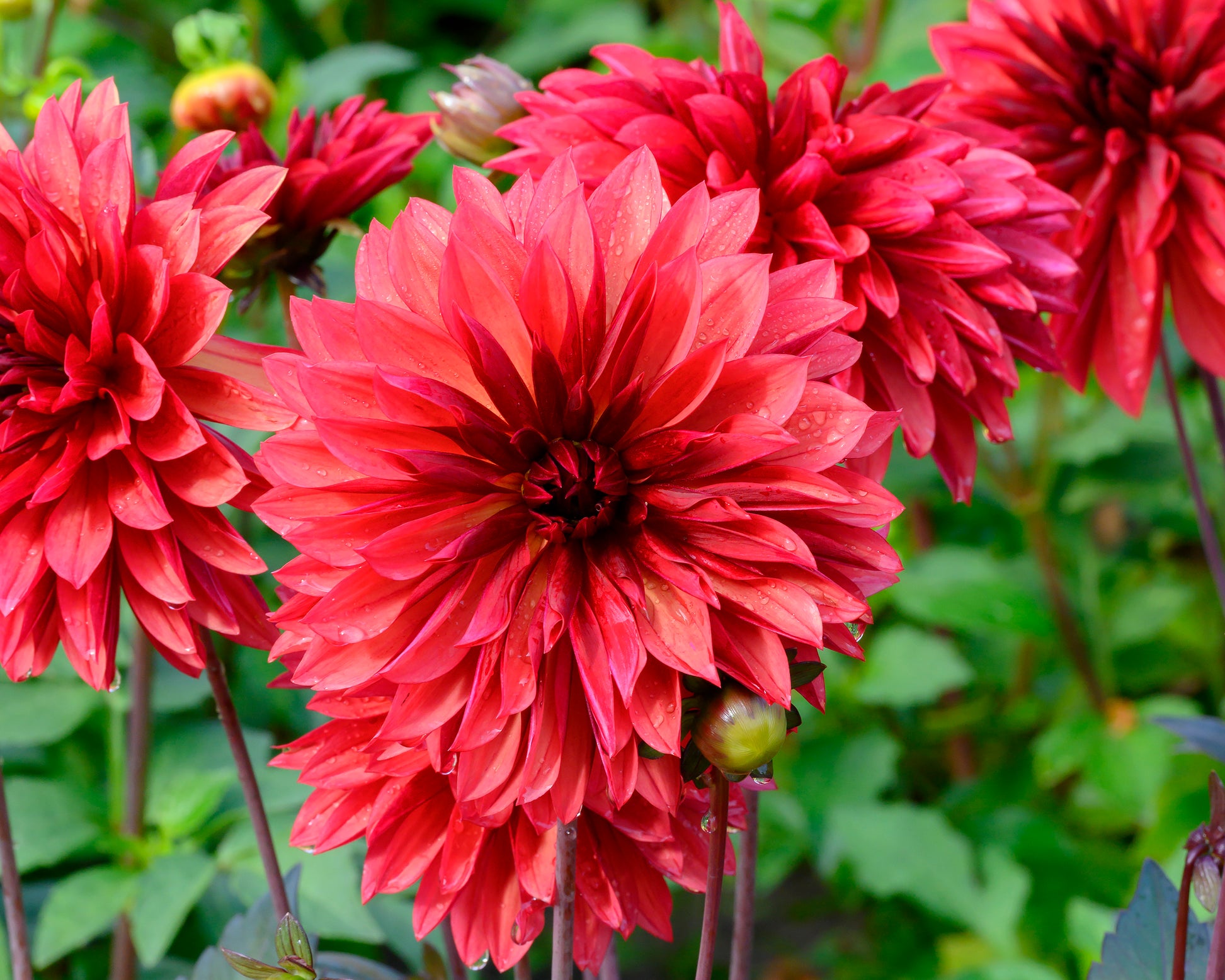 Dahlia 'Danique' tubers — Buy online at Farmer Gracy UK