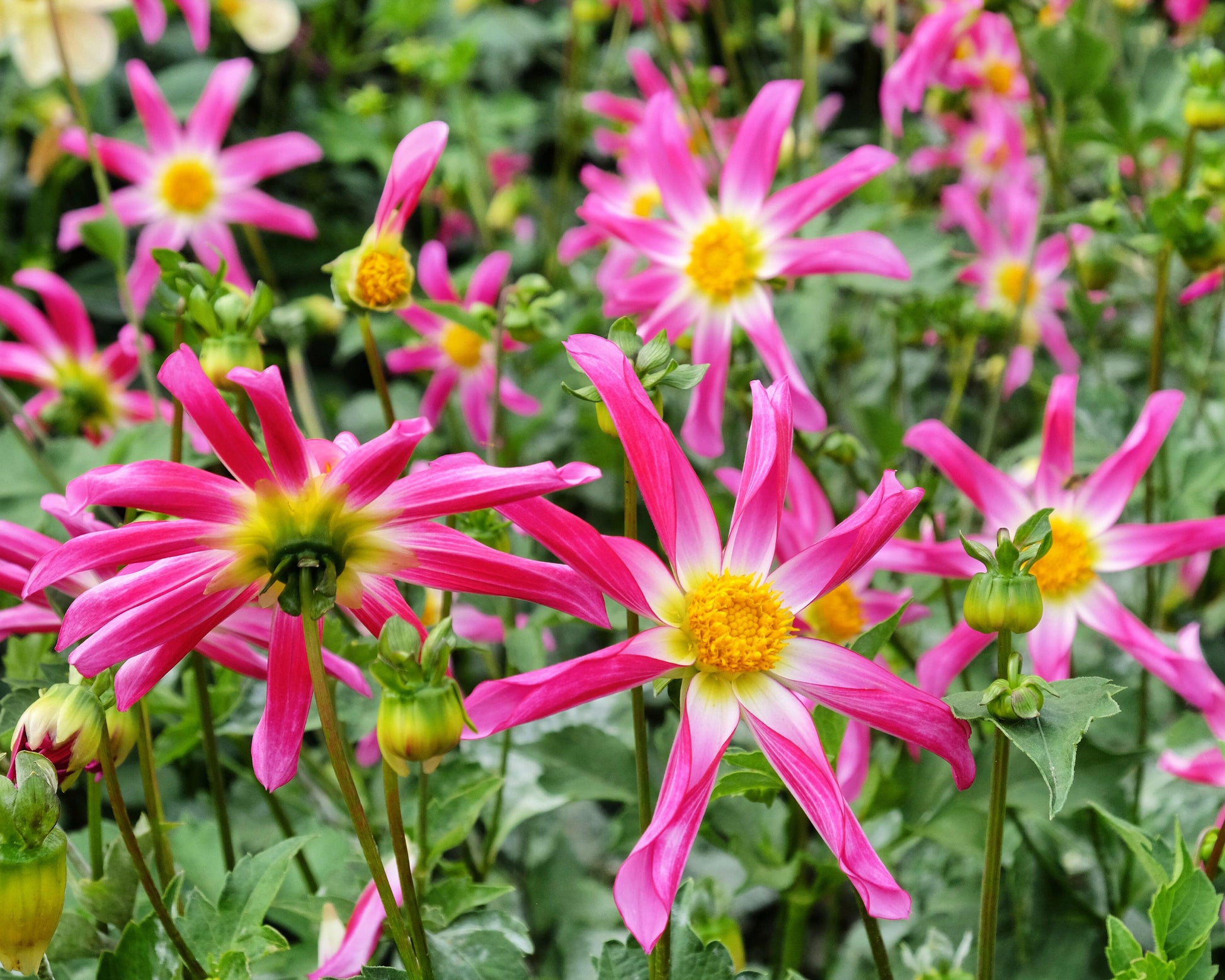 Dahlia 'Honka Rose' tubers — Buy pink orchid Dahlias online at Farmer ...