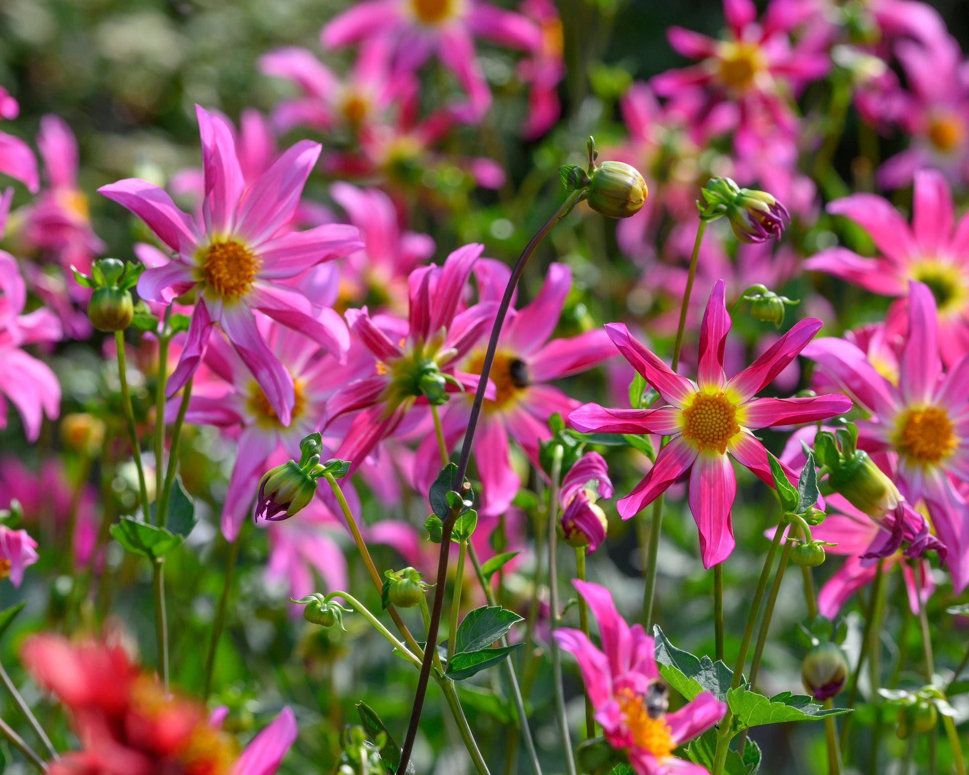 Dahlia 'Honka Rose' tubers — Buy pink orchid Dahlias online at Farmer ...