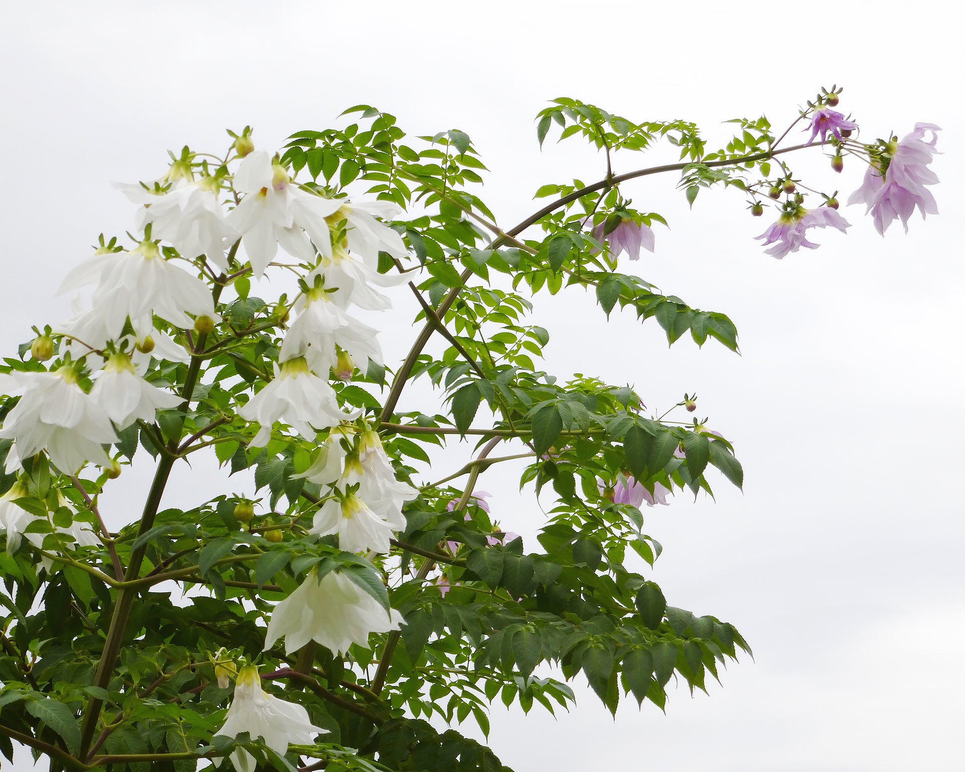 Dahlia imperialis 'Alba' (white bell tree dahlia) tubers | Buy online ...
