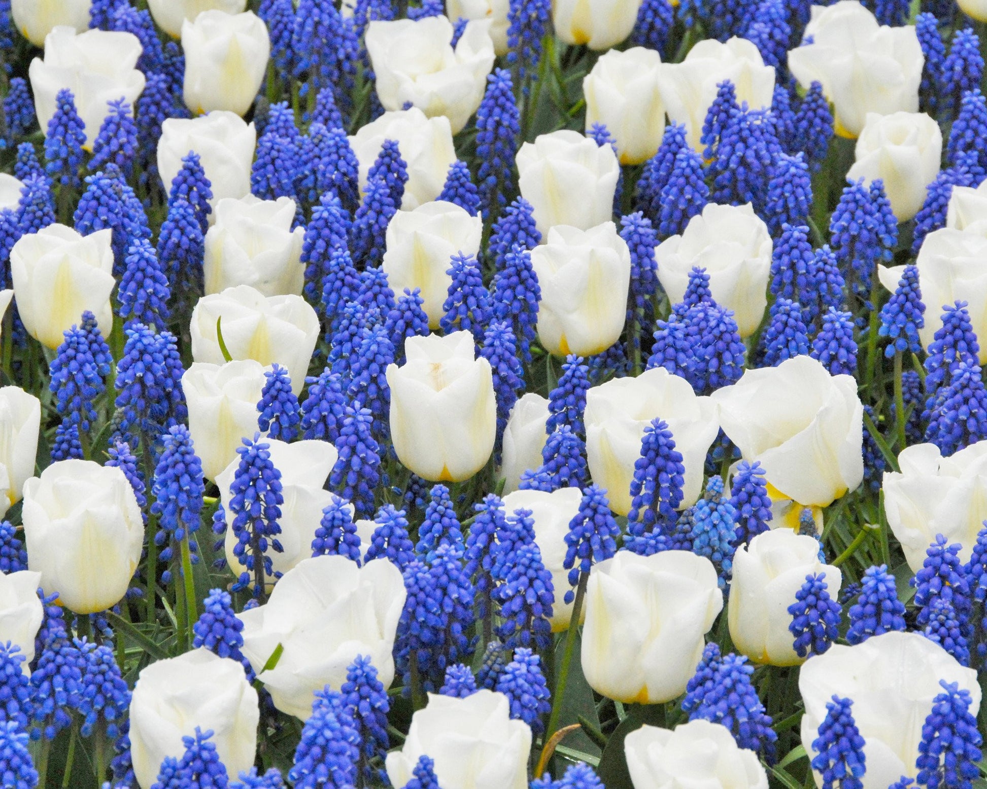 'Delft Blue' spring bulbs collection — Buy online at Farmer Gracy UK