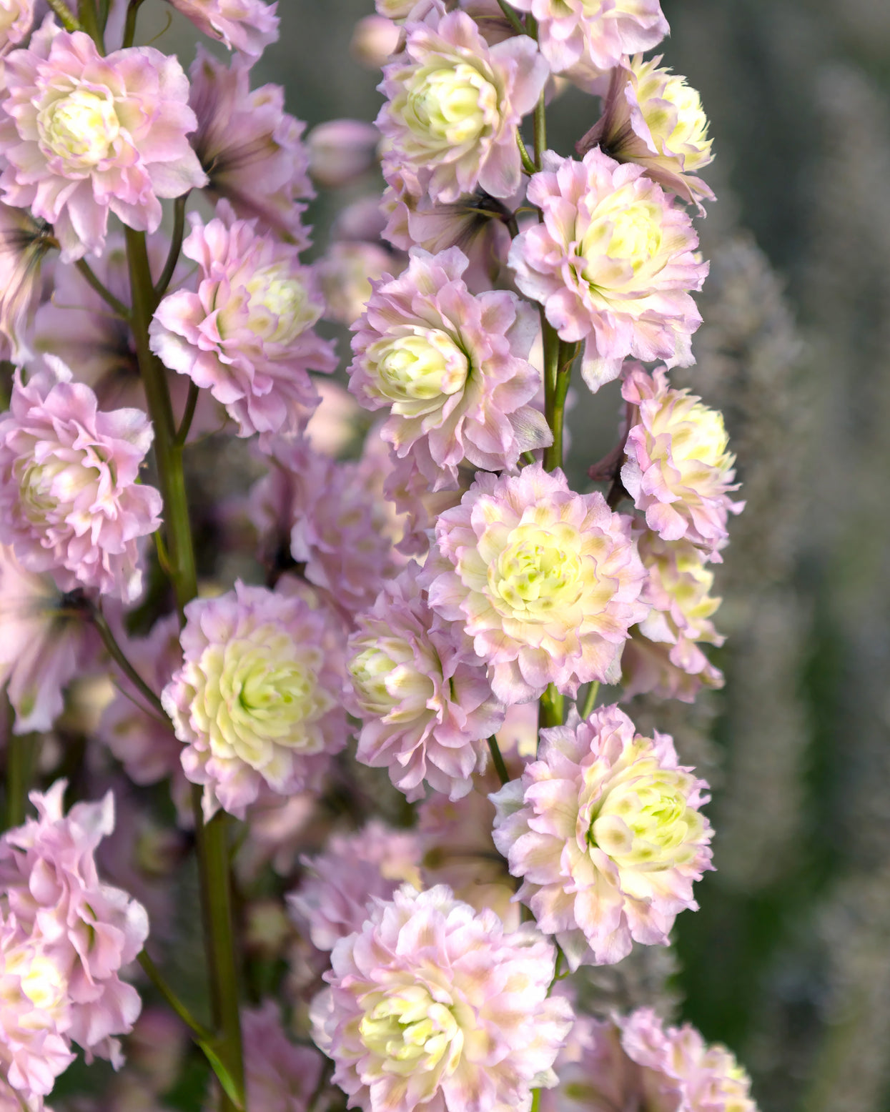 Delphinium 'Mystery Sensation' (Highlander Series) bare roots — Buy ...