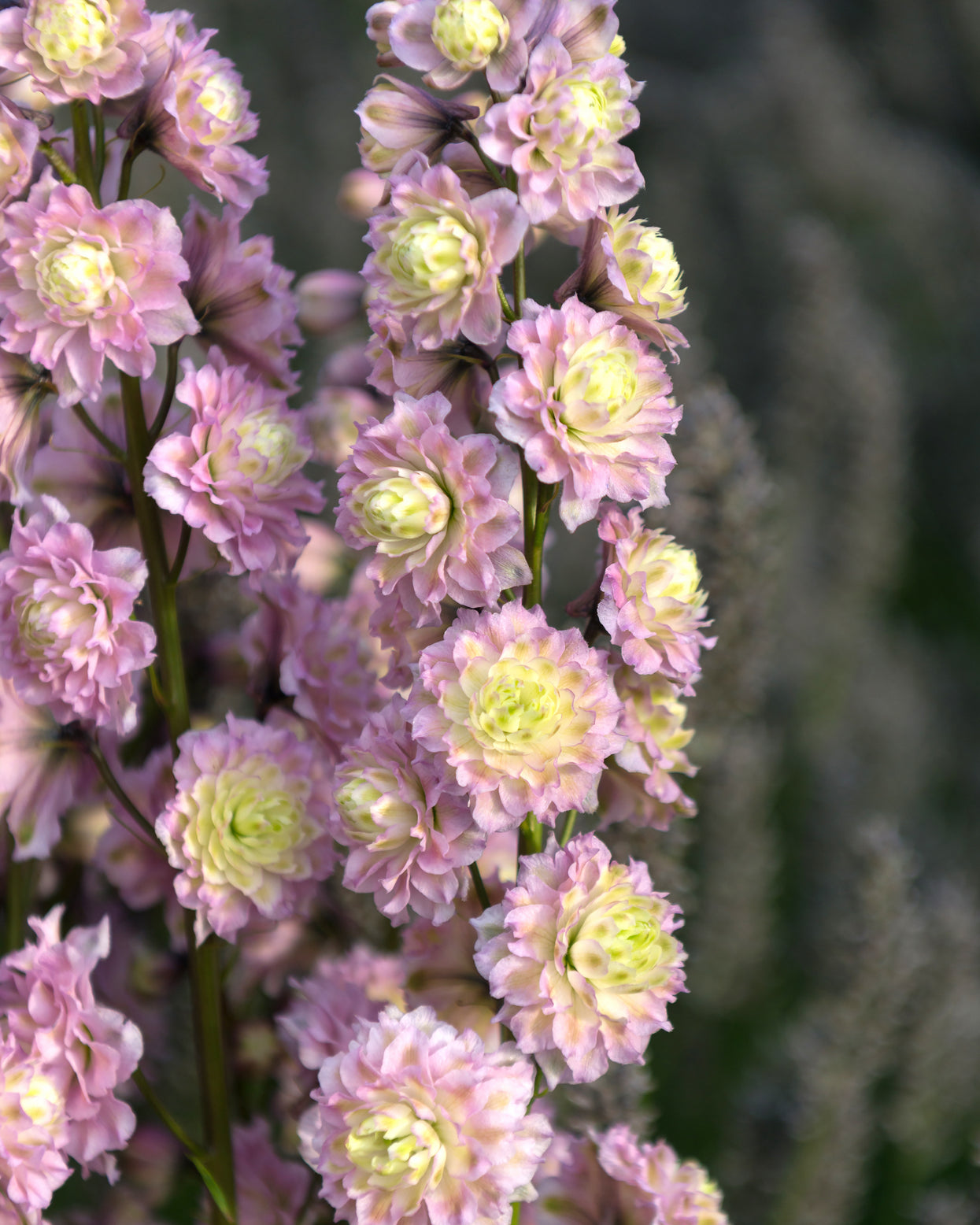 Delphinium 'Mystery Sensation' (Highlander Series) bare roots — Buy ...