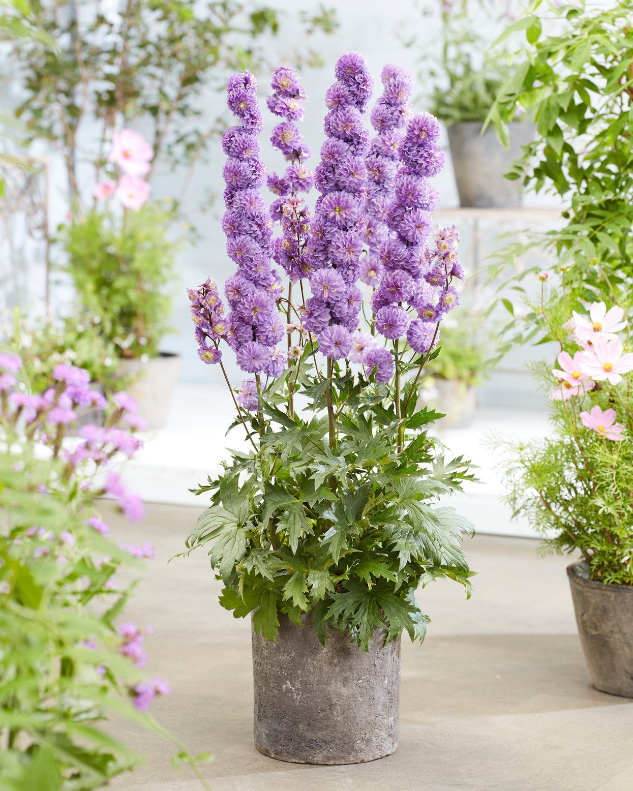 Delphinium 'Purple Surprise' (Highlander Series) bare roots | Buy lilac ...