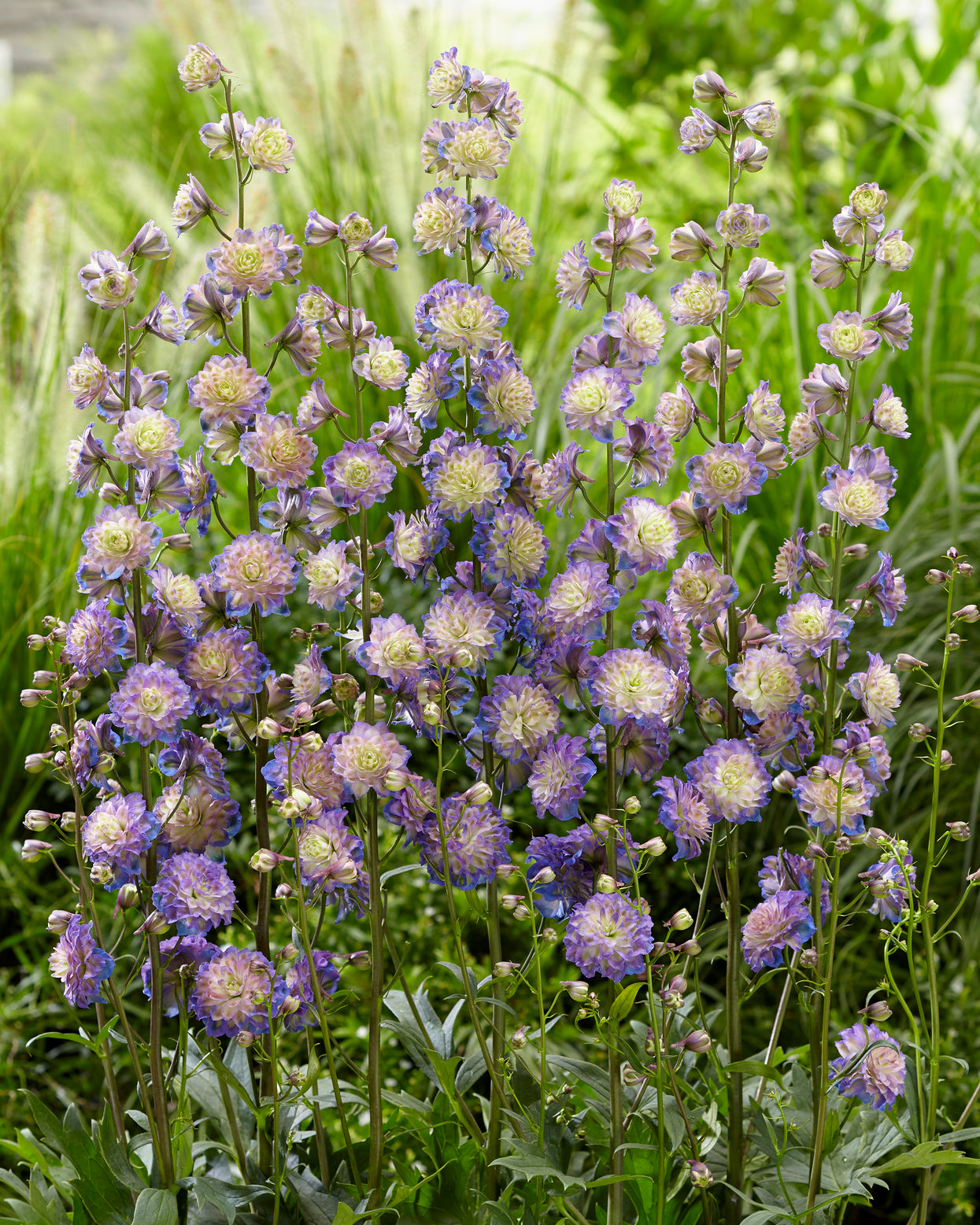 Delphinium 'Purple Surprise' (Highlander Series) bare roots | Buy lilac ...