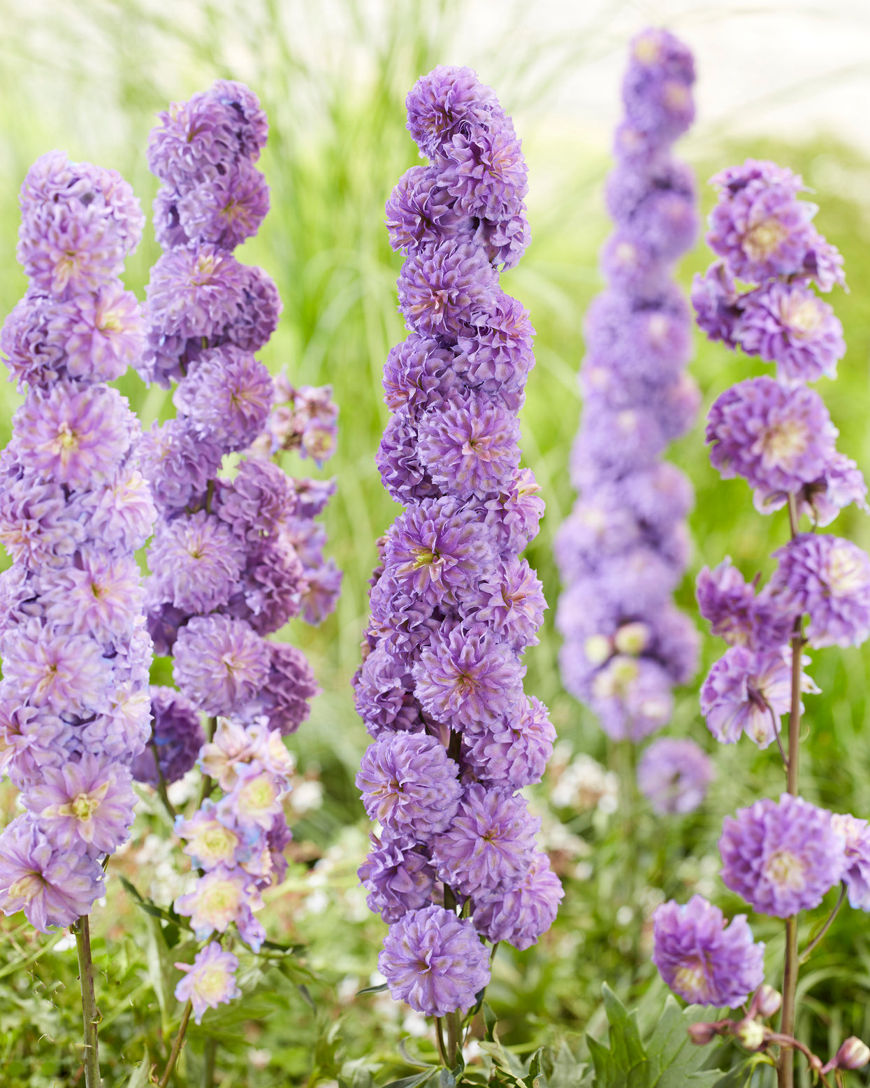 Delphinium 'Purple Surprise' (Highlander Series) bare roots | Buy lilac ...