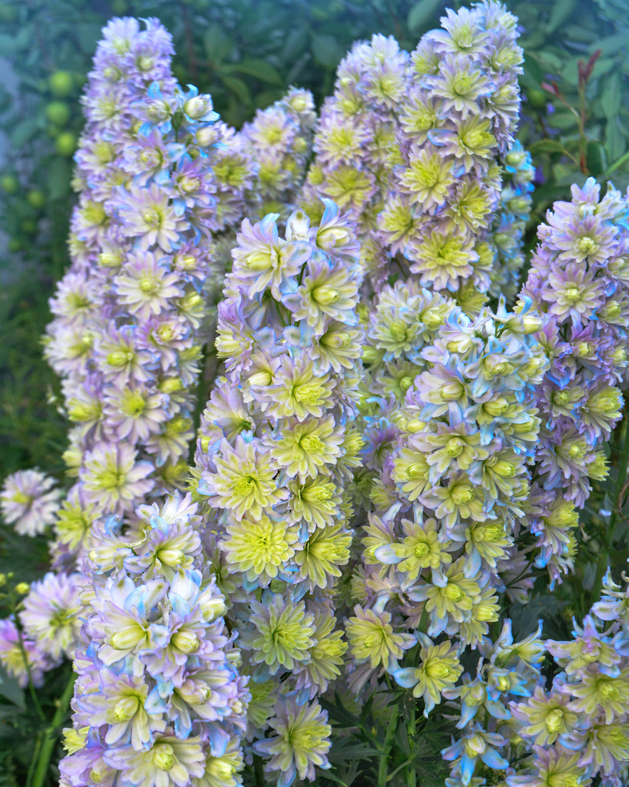 Delphinium 'Rainbow Sensation' (Highlander Series)﻿ bare roots — Buy ...
