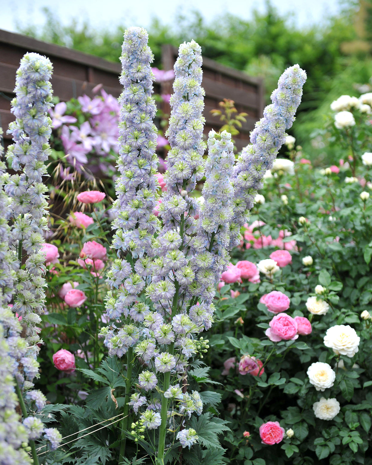 Delphinium 'Rainbow Sensation' (Highlander Series)﻿ bare roots — Buy ...