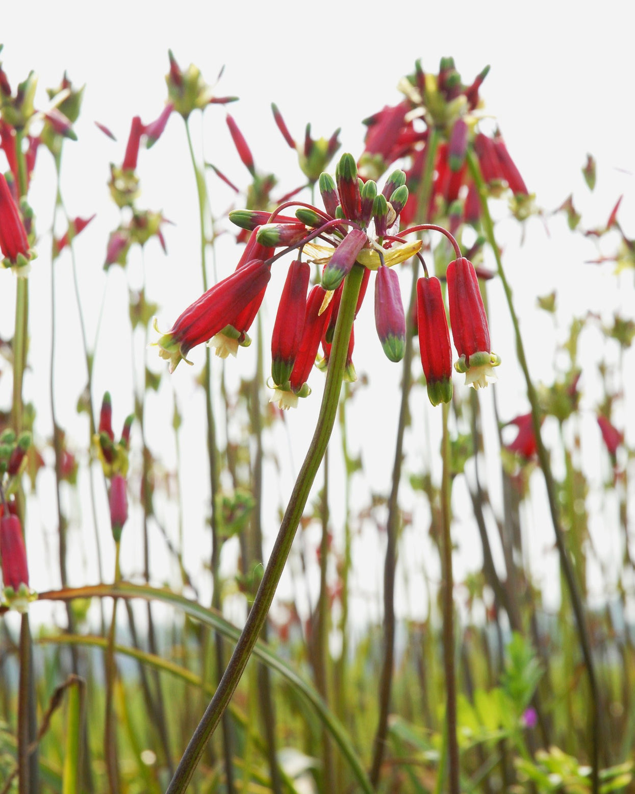 Dichelostemma ida—maia Bulbs — Buy 'Californian Firecrackers' online at ...