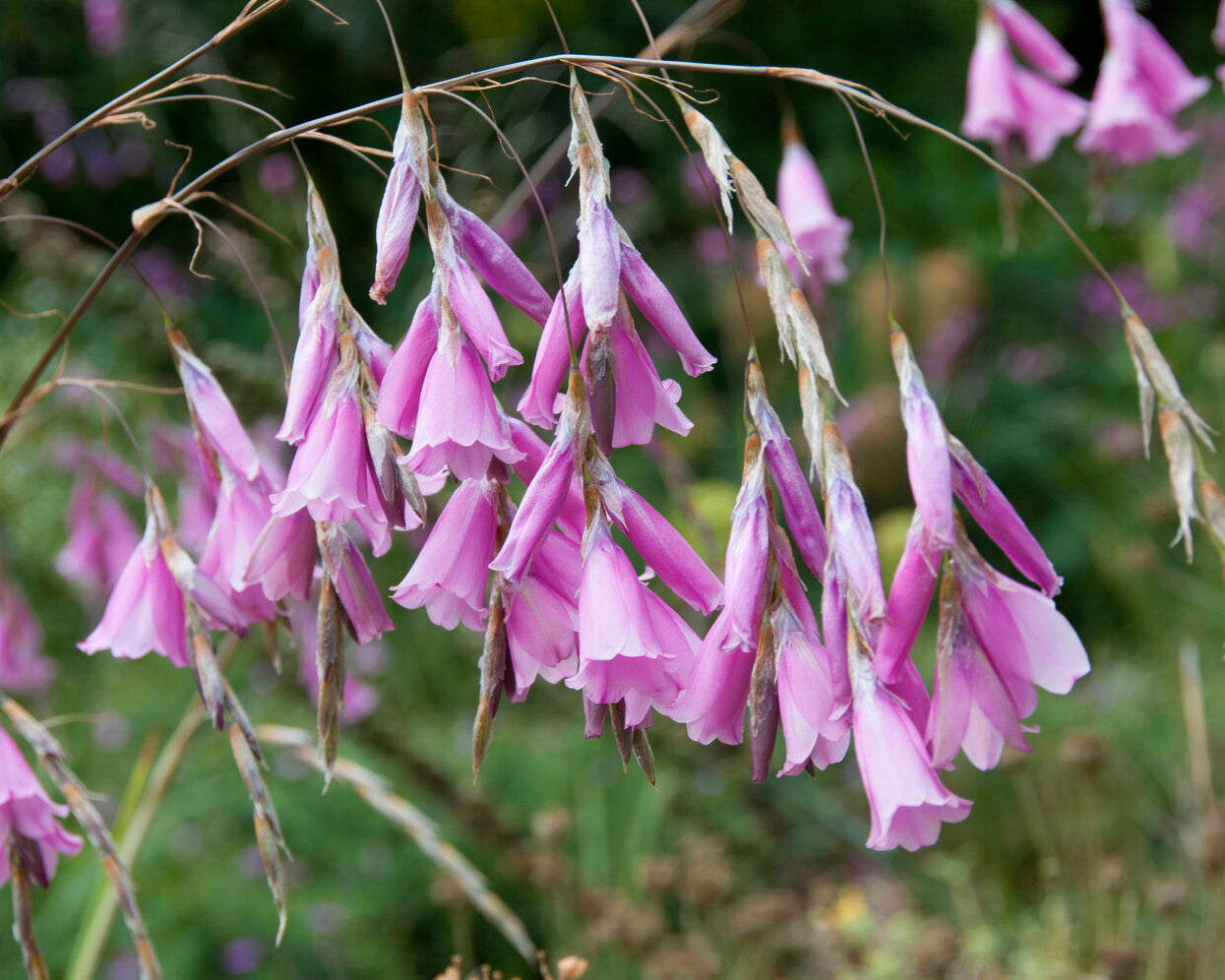 Dierama pulcherrimum (angel's fishing rod) corms — Buy online at Farmer ...
