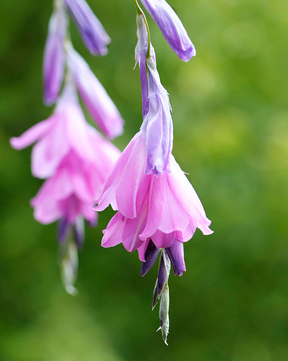 Dierama pulcherrimum (angel's fishing rod) corms — Buy online at Farmer ...