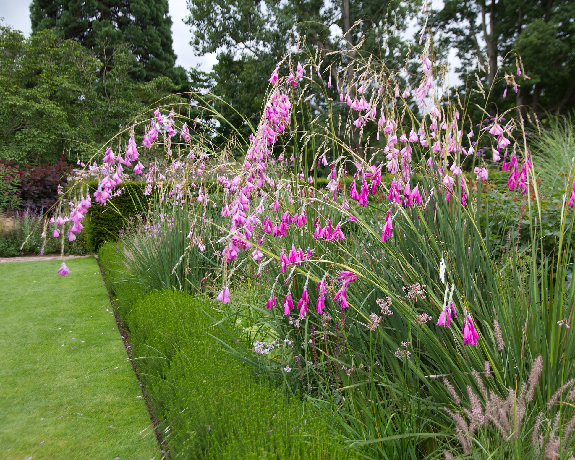 Dierama pulcherrimum (angel's fishing rod) corms — Buy online at Farmer ...