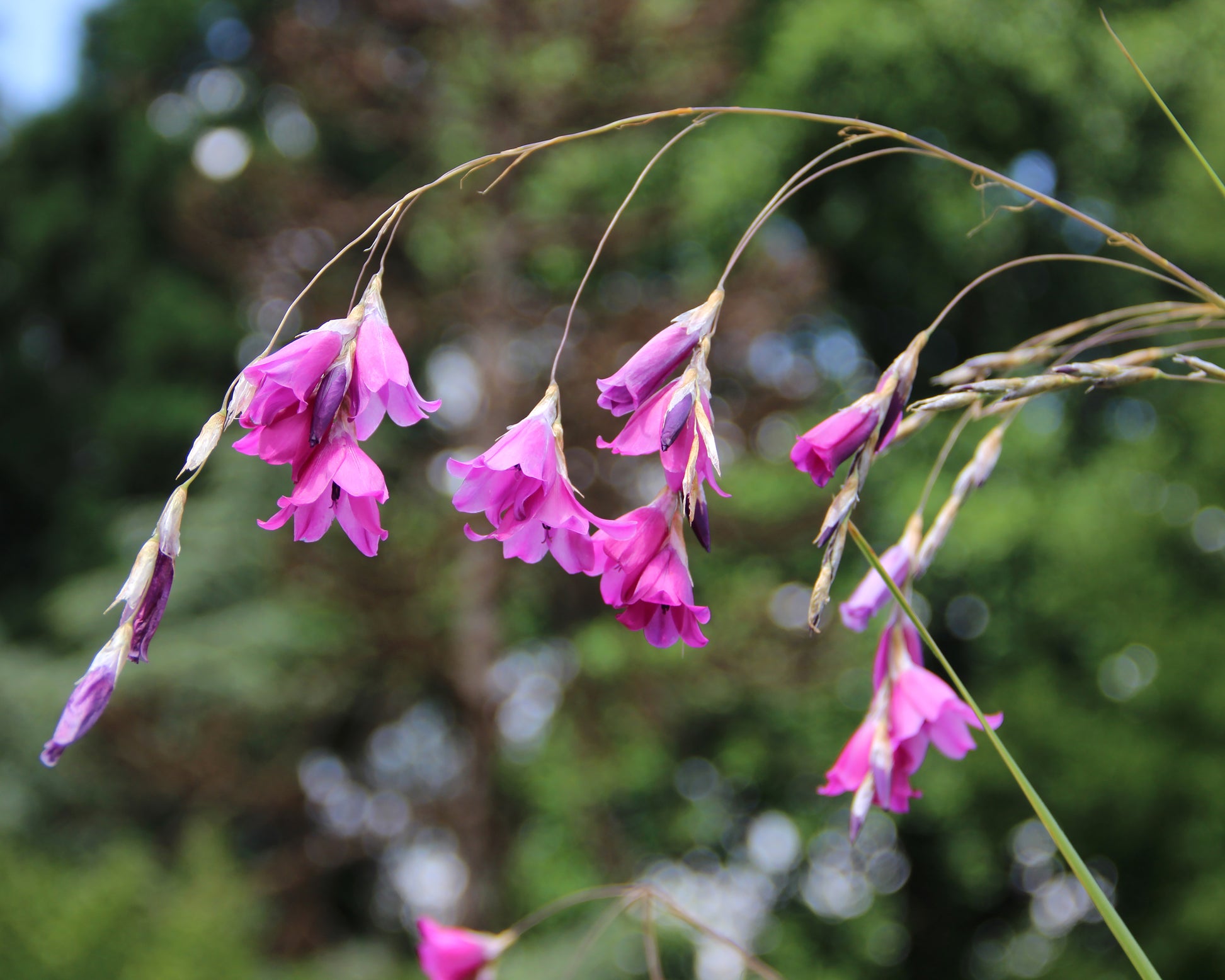 Dierama pulcherrimum (angel's fishing rod) corms — Buy online at Farmer ...